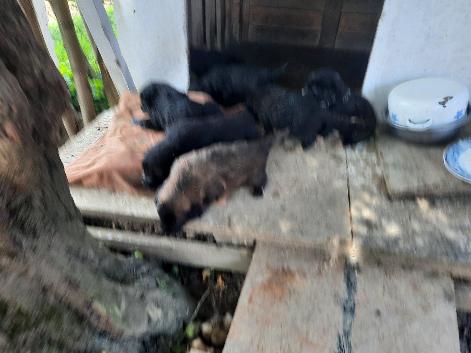 Prodajem stence stare 2 tjedna mjesanac Hrv.ovcara i Zlatnog retrivera