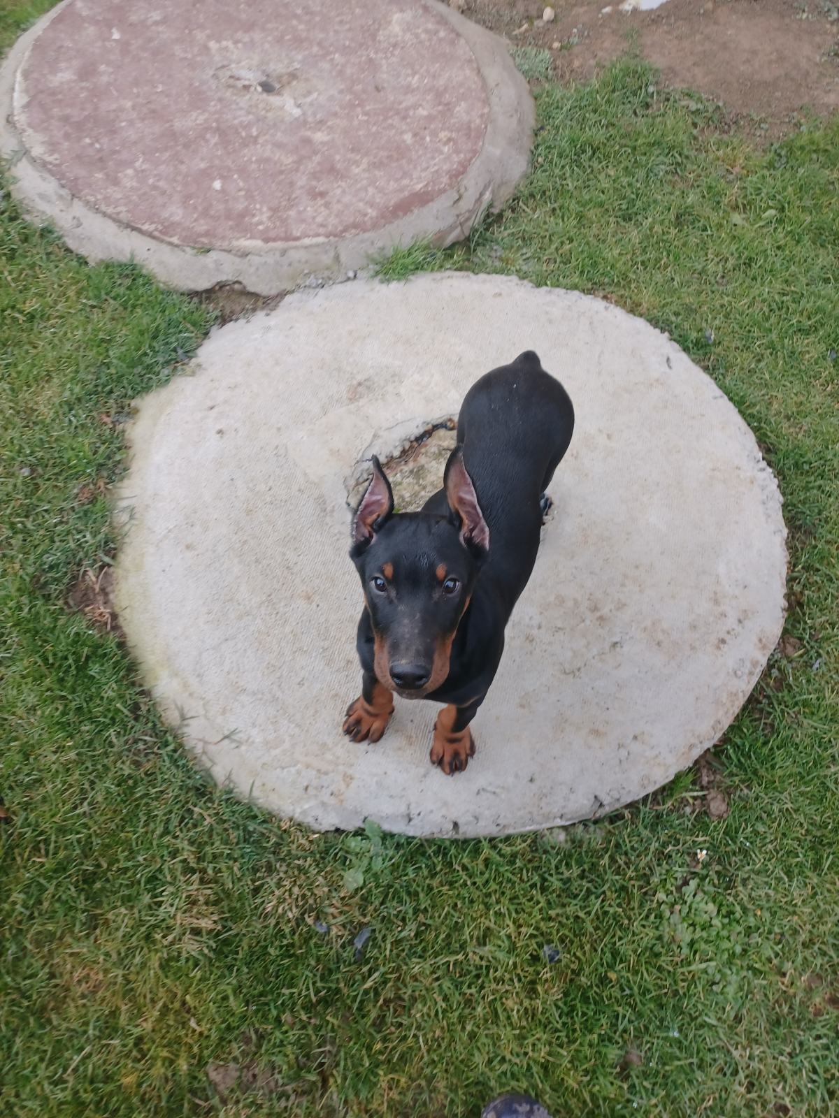 Prodajem stene dobermana