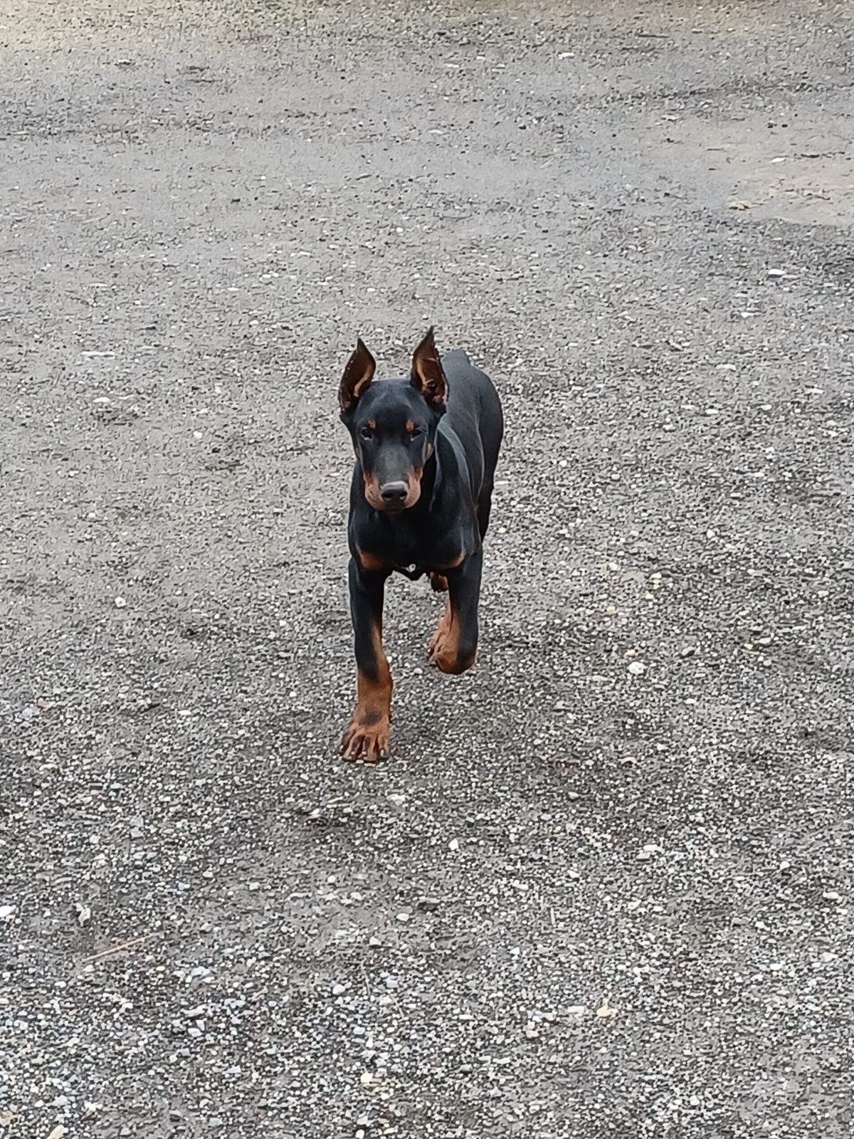 Prodajem stene dobermana