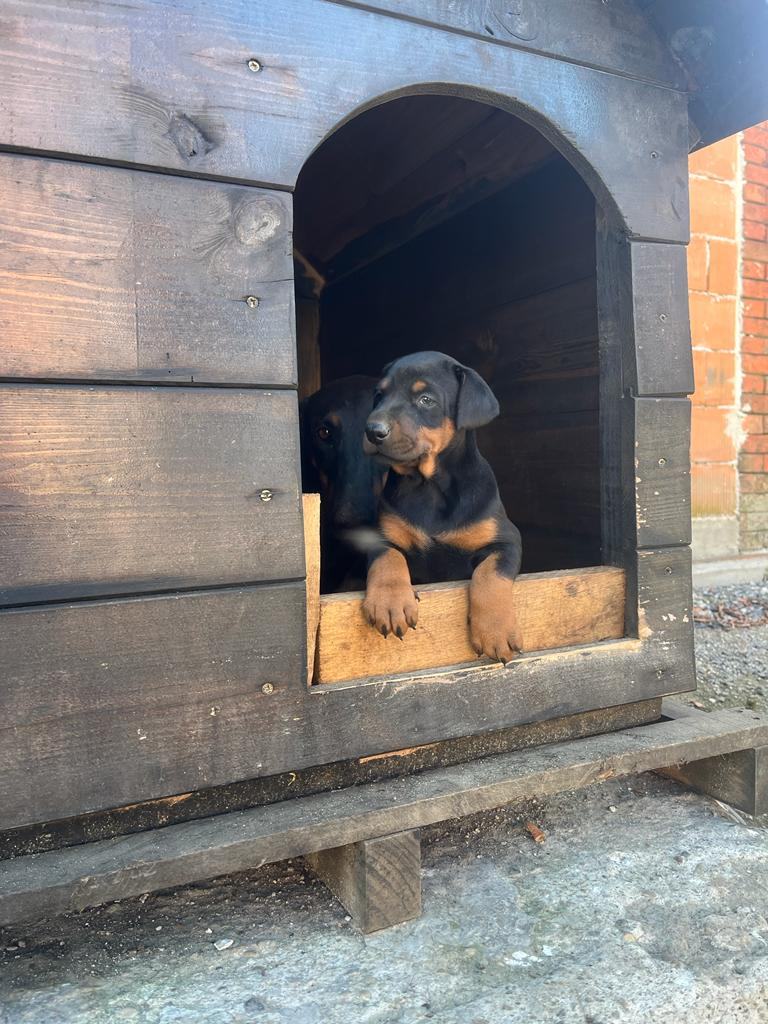 Prodajem stene dobermana