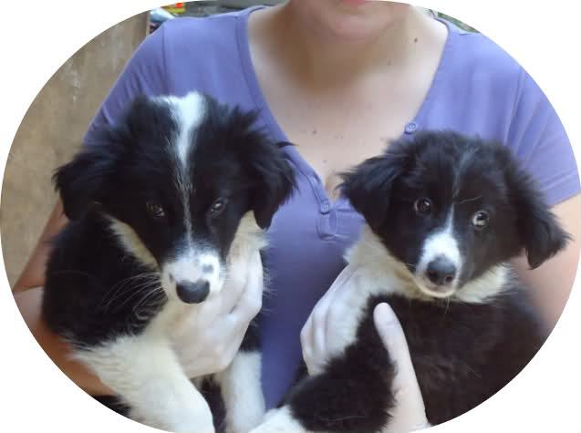 Pumba, mali border collie star 4 mj. hitno traži topli dom