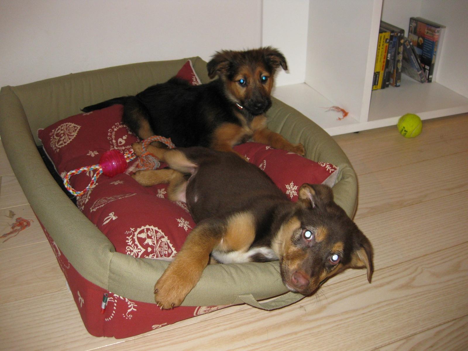 Rina i Rona bebačice od 2,5 mjeseca traže dom(ove)