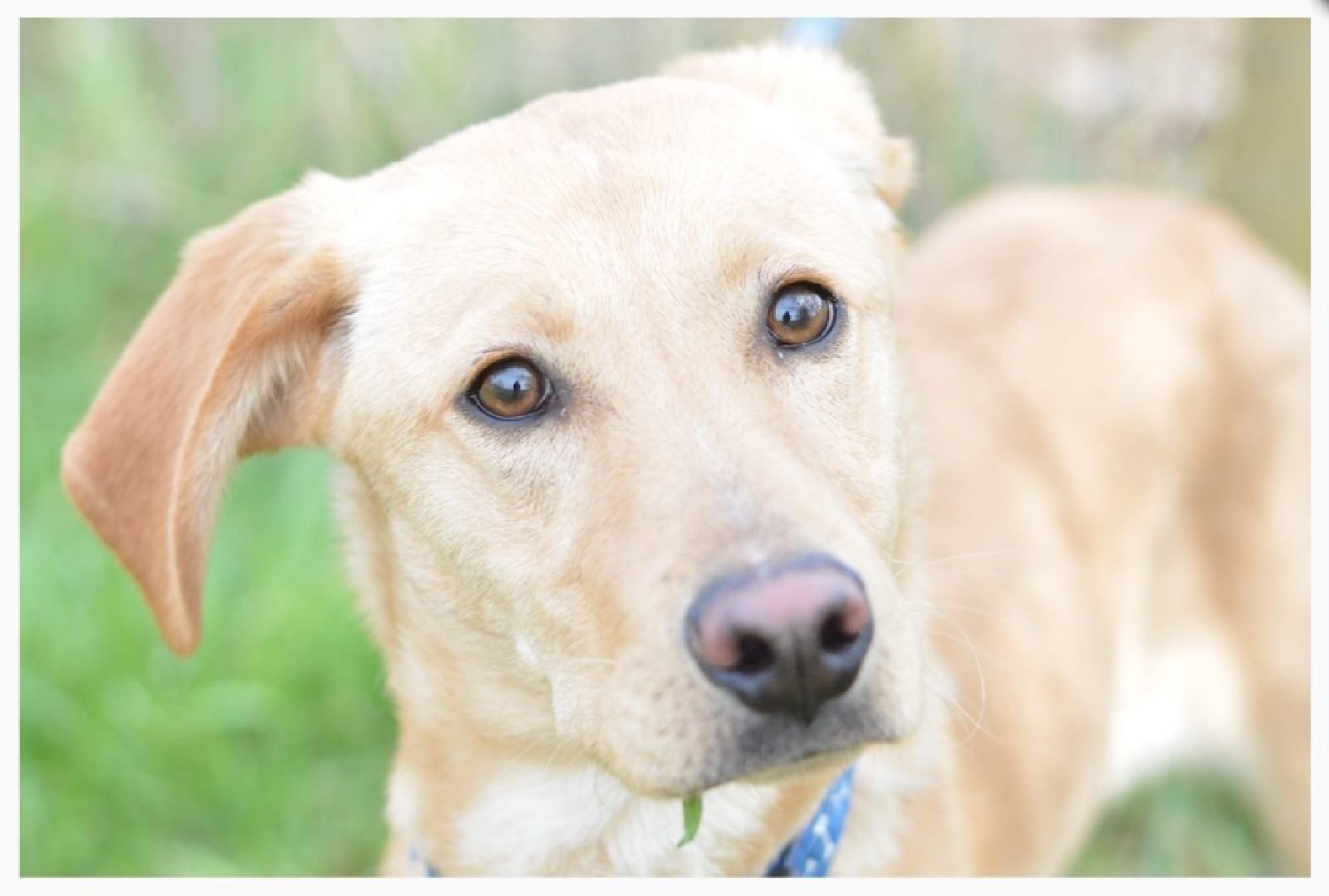 Rio - labrador retriver mješanac [azil Dumovec]