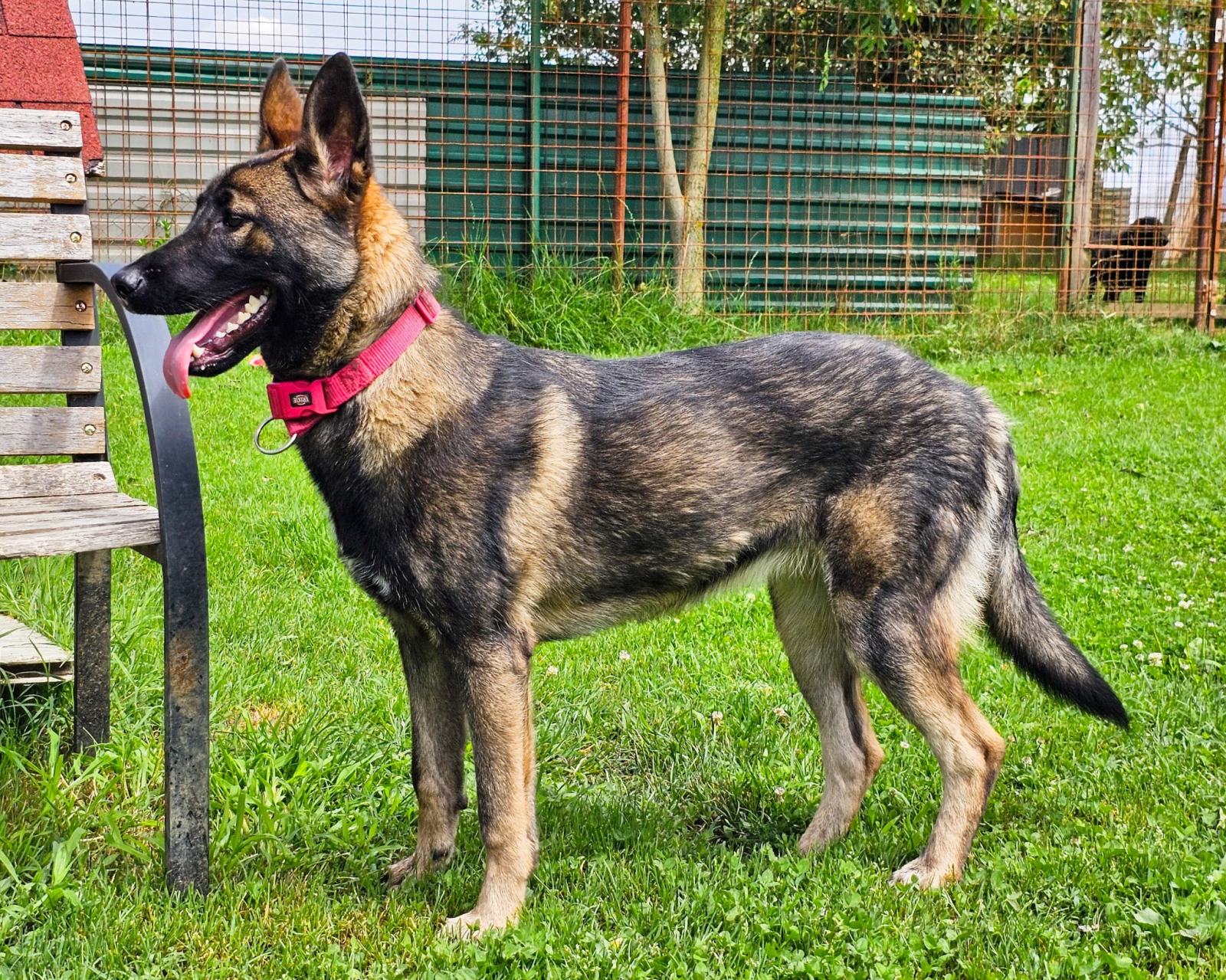 RITA u potrazi za domom - udruga Šapica