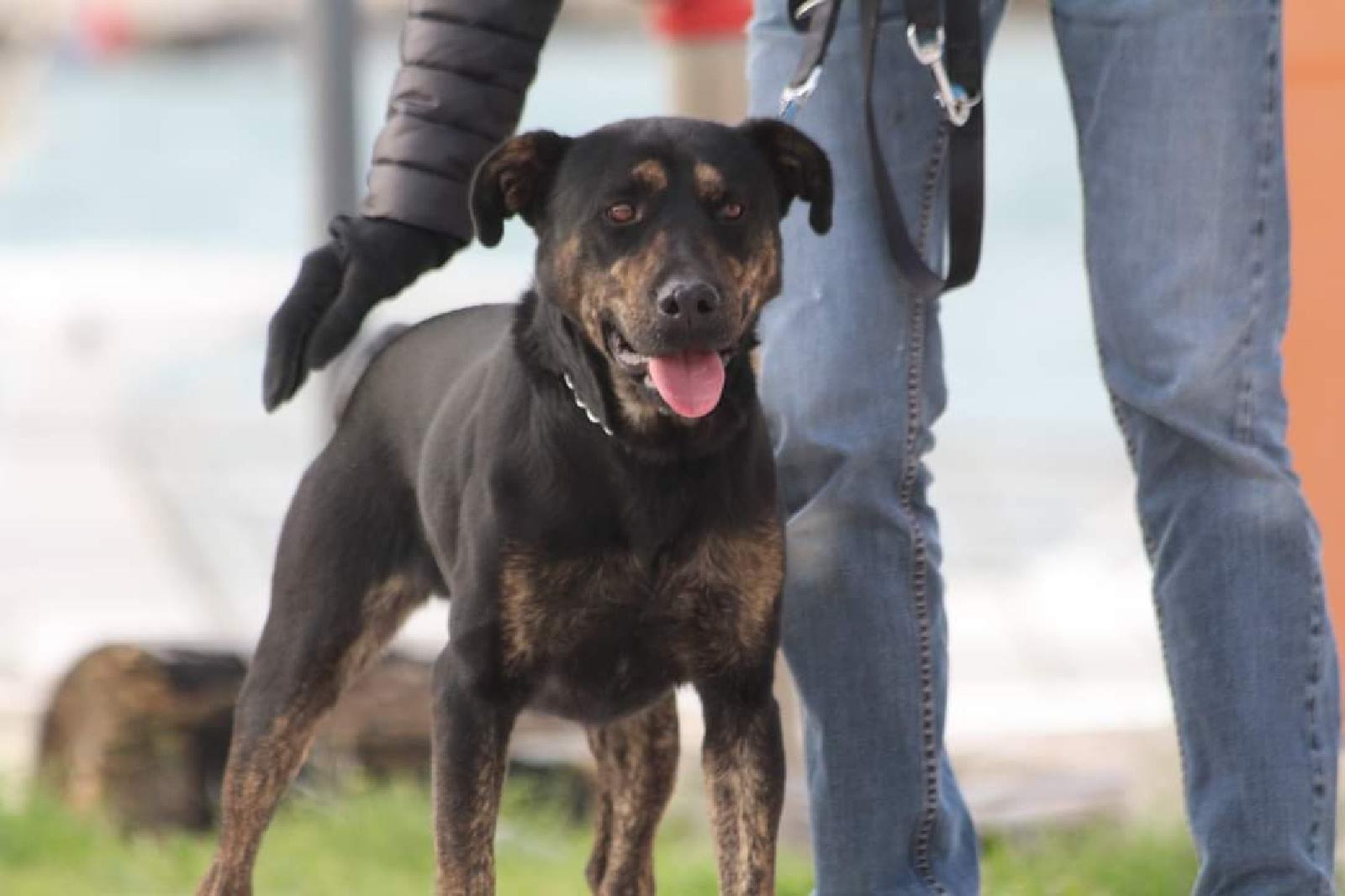 ROCKY predivnog karaktera traži dom