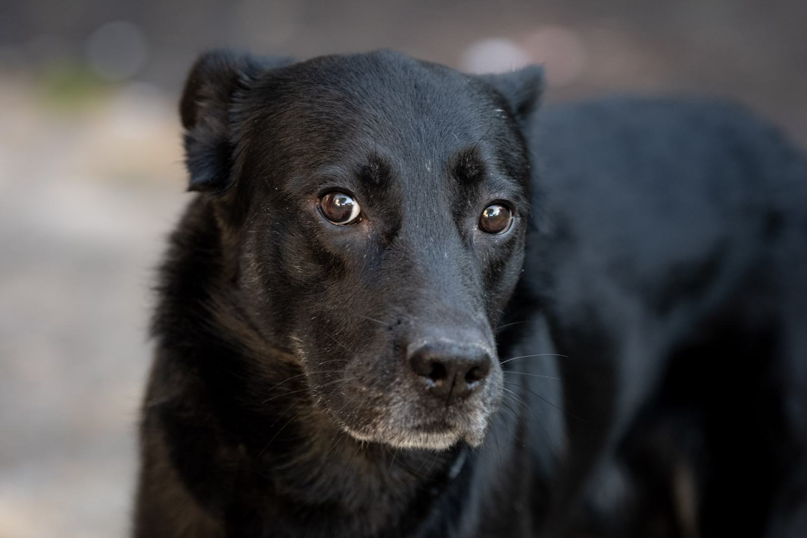 Roki, ljepotan nježnog srca