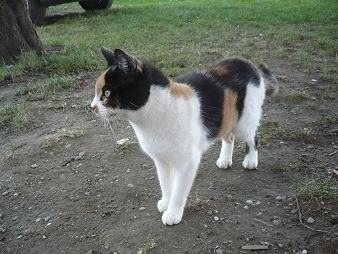 Šarena- crno -narančasto -bijela maca traži topli dom!!!