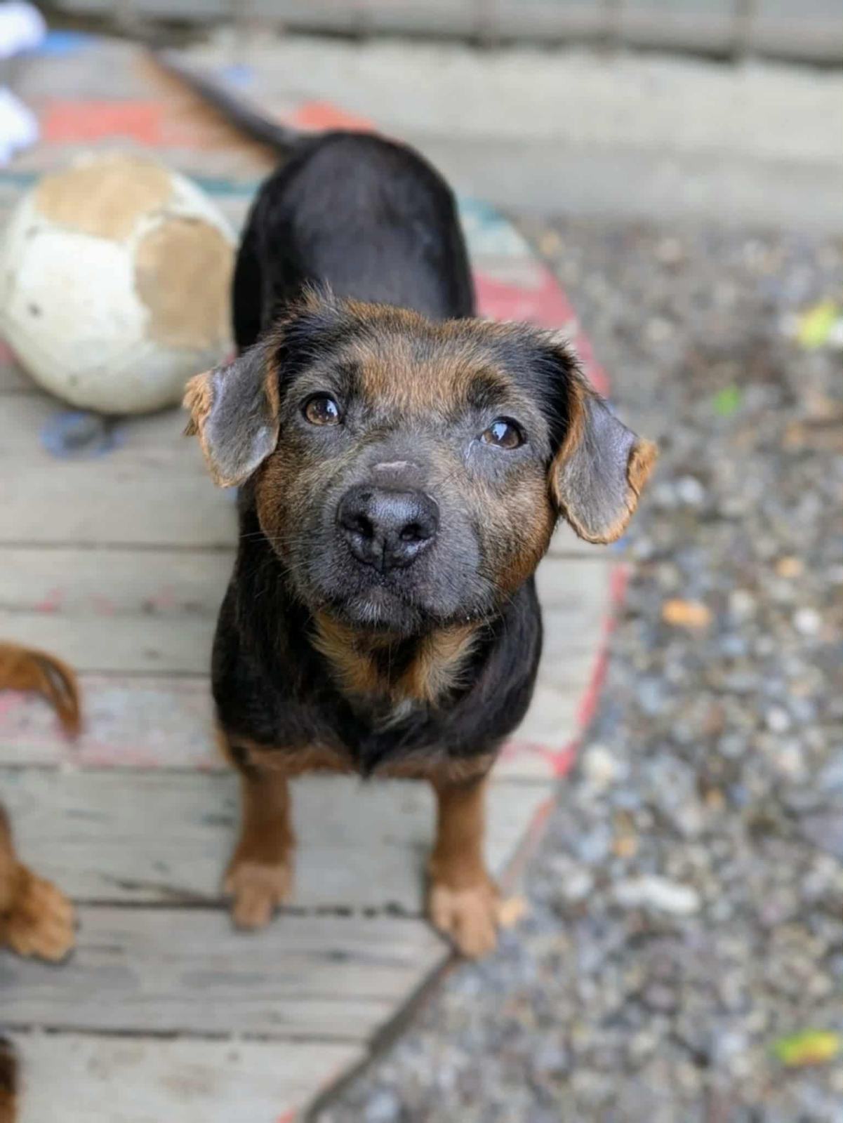 Senida - udomi me, živim u Azilu