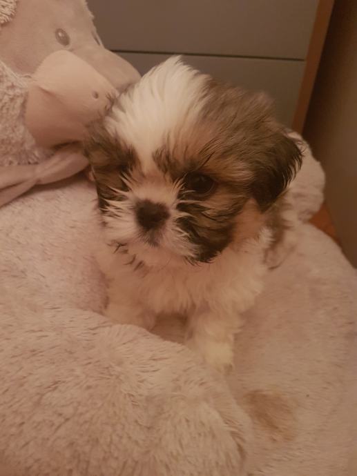Shih tzu mini na poklon stenci