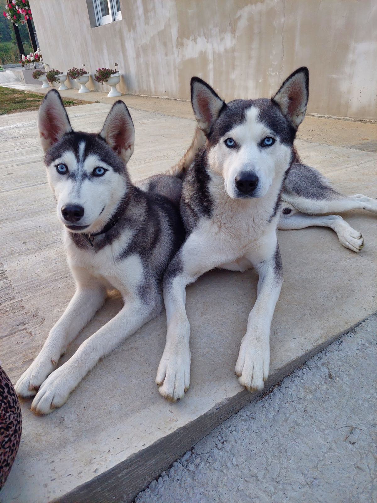 Sibirski haski poklanjam