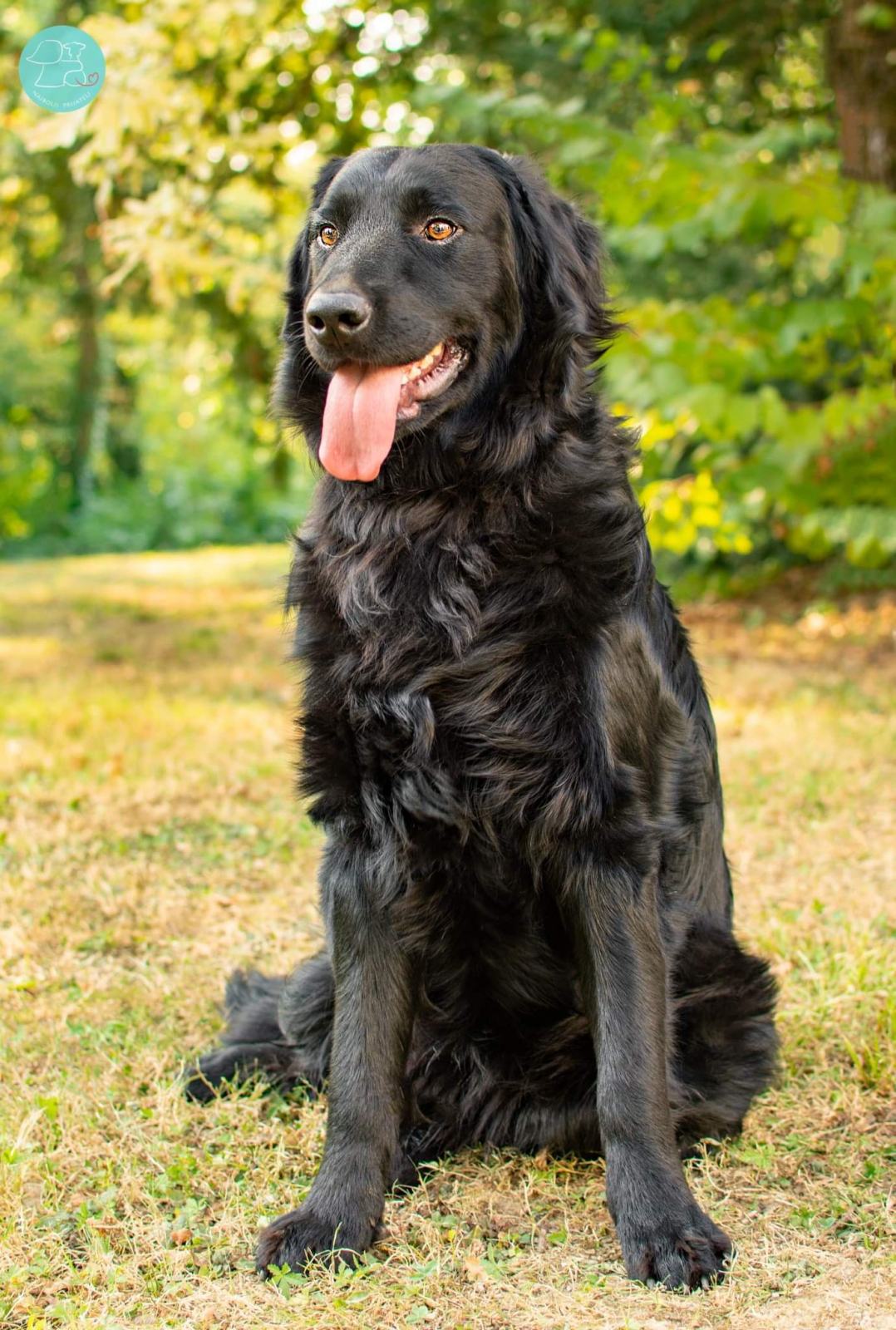 SIMBA ️ traži dom!