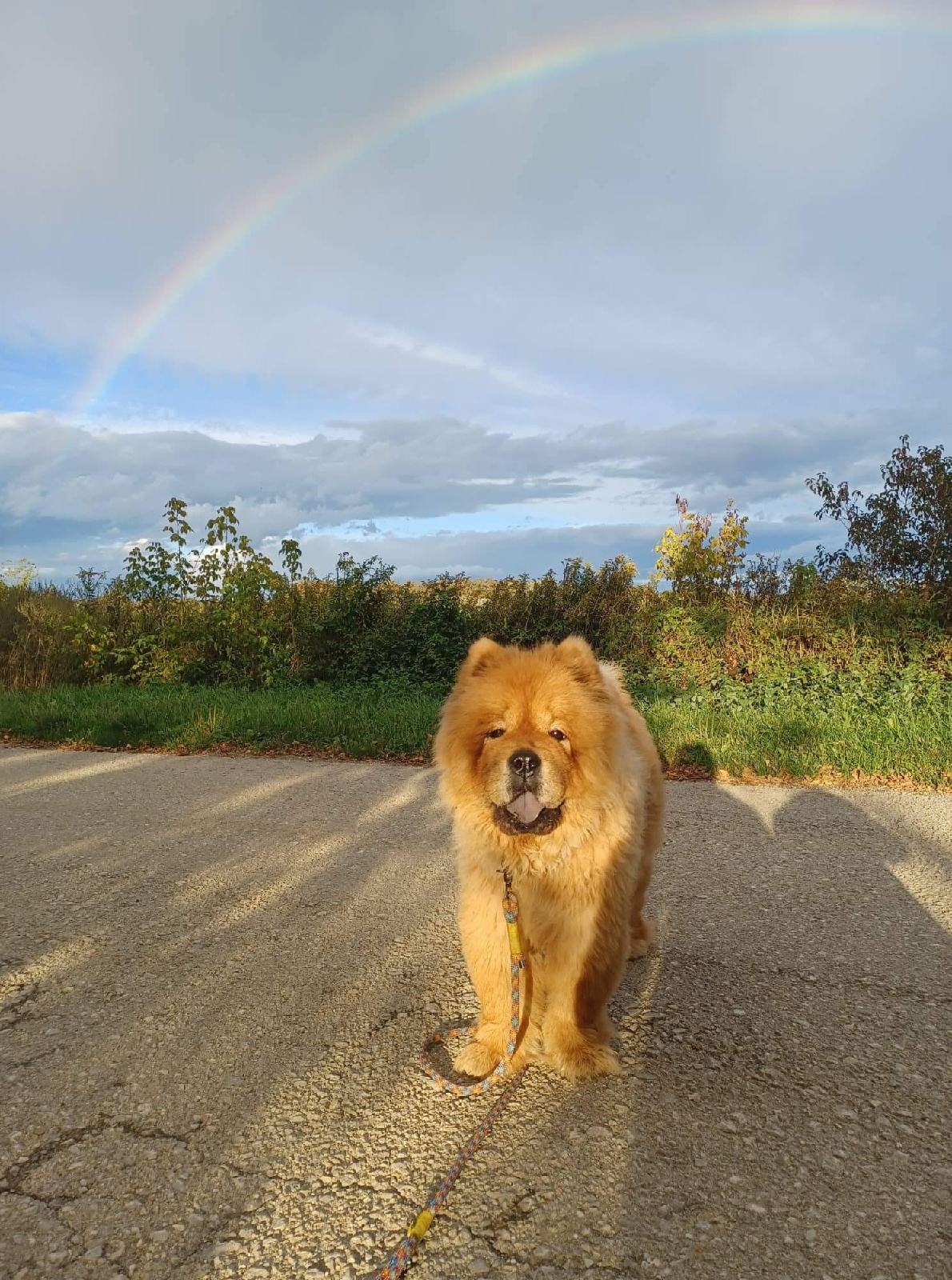 Spike traži dom ️