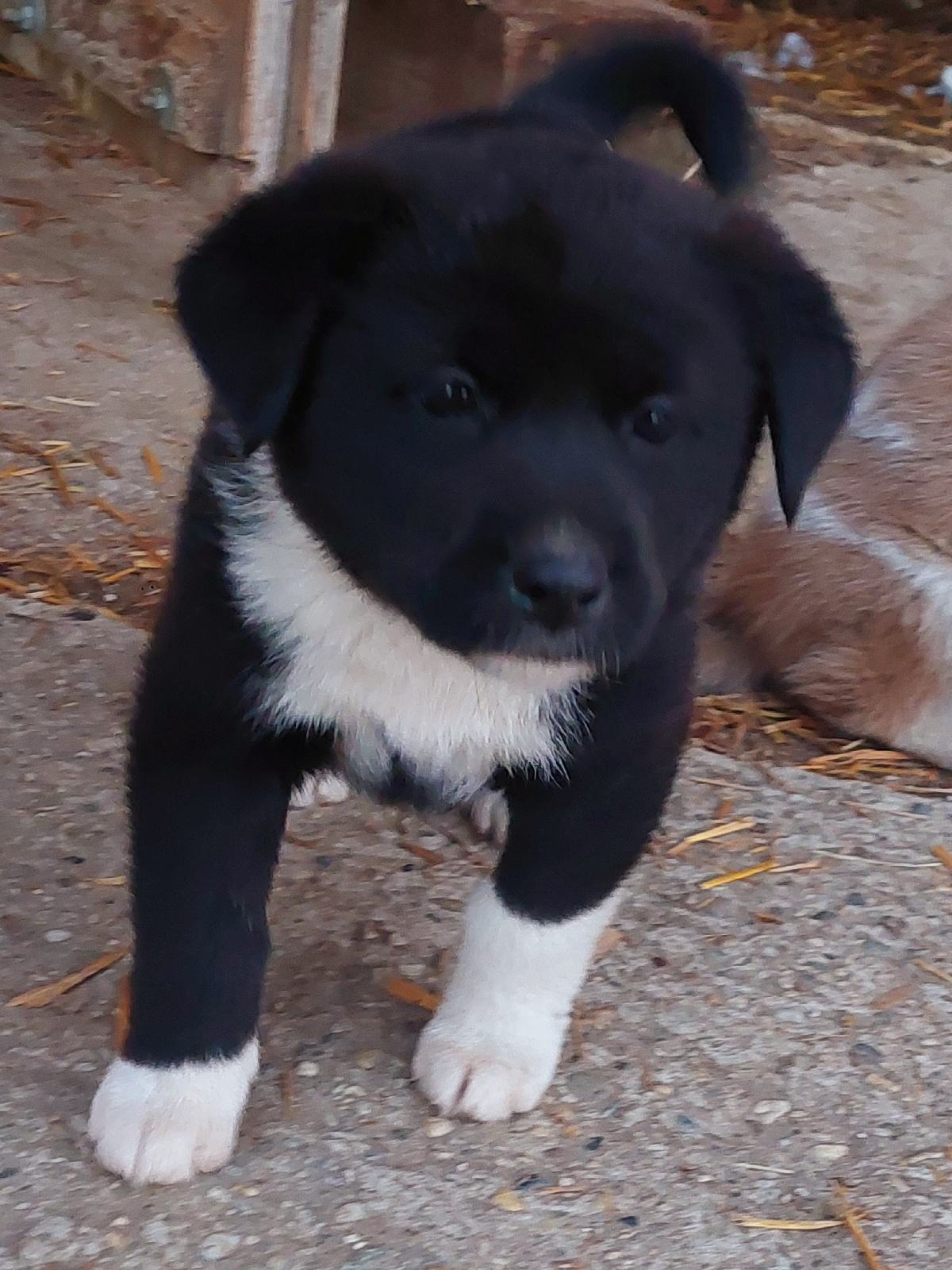 ŠTENE JAPANSKE AKITE