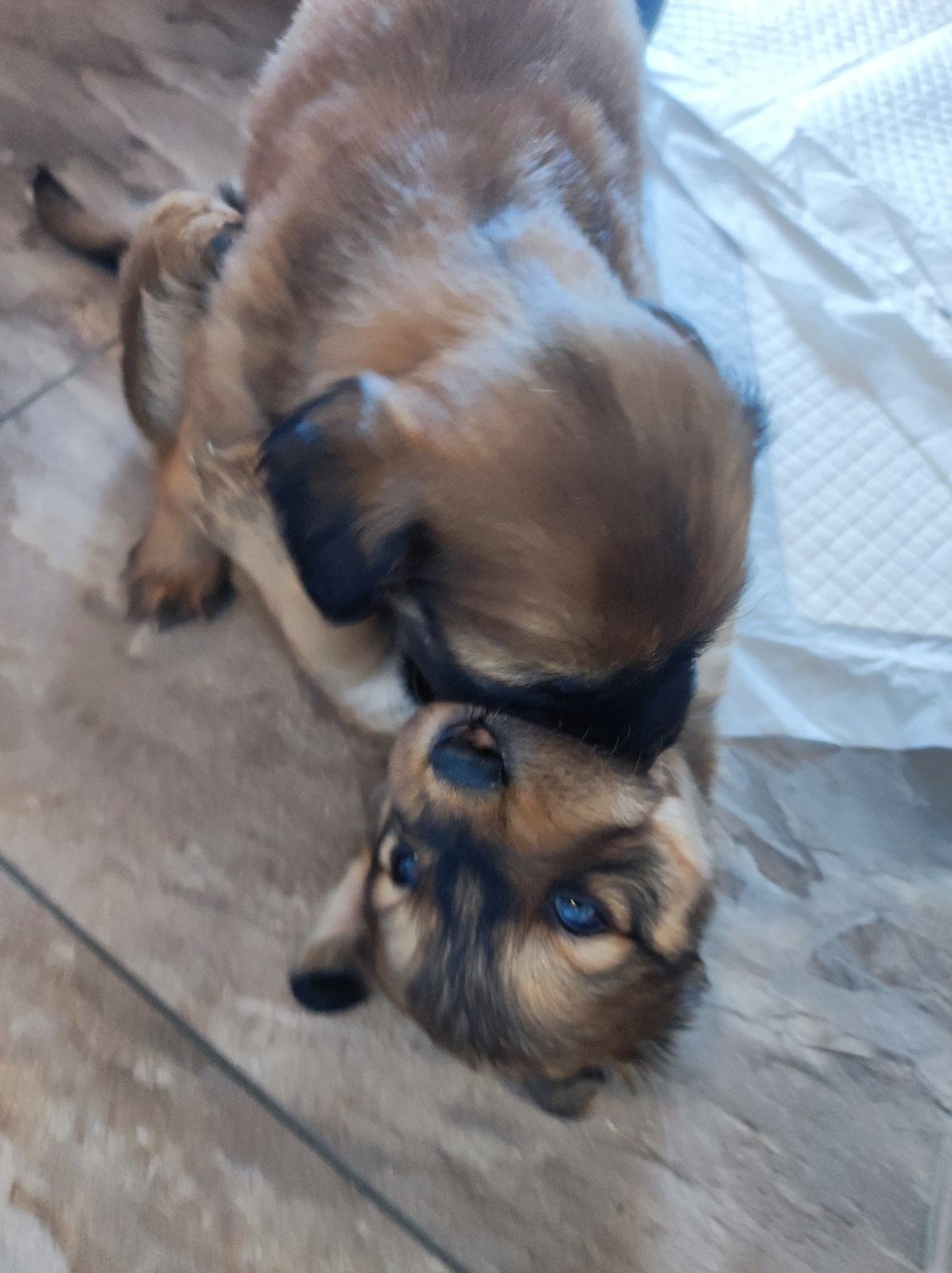 štenci traze svoj novi dom