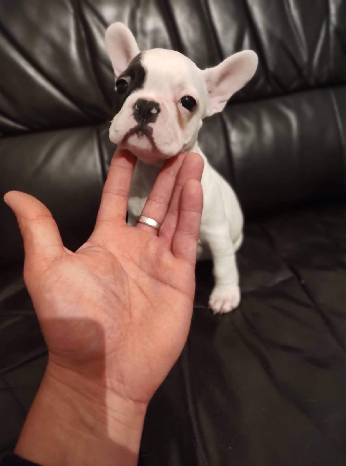 Stene Francuskog Buldoga