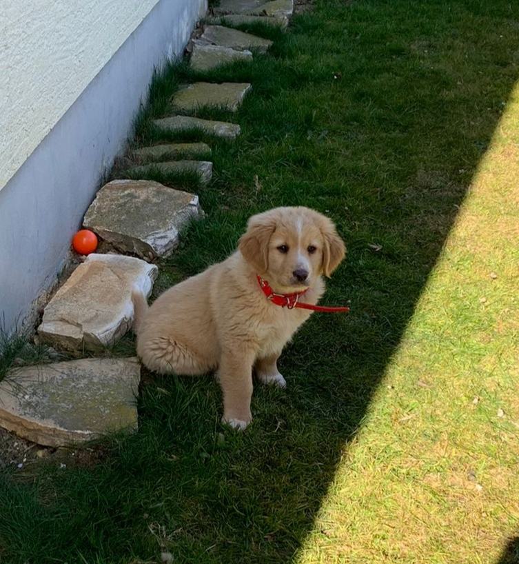 Štene labrador-retriver