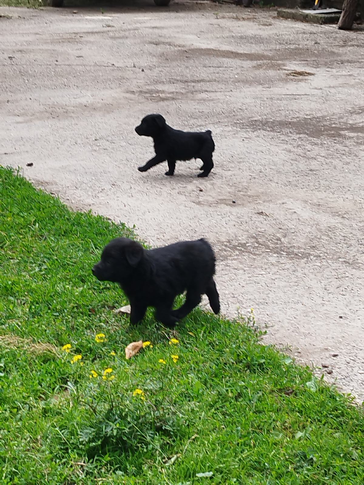 Štenići u tipu hr ovcara