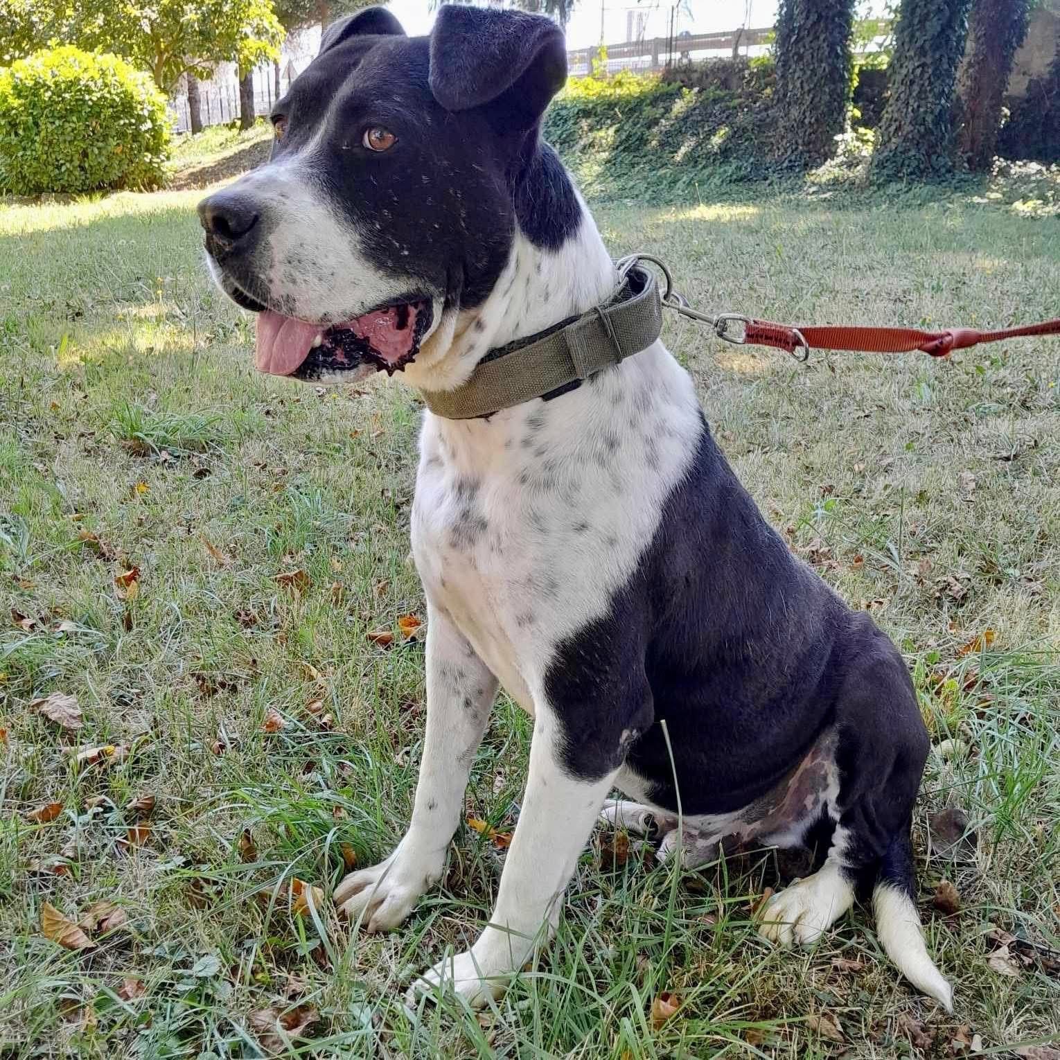 STEVE TRAŽI DOM- spasi i udomi psa iz azila