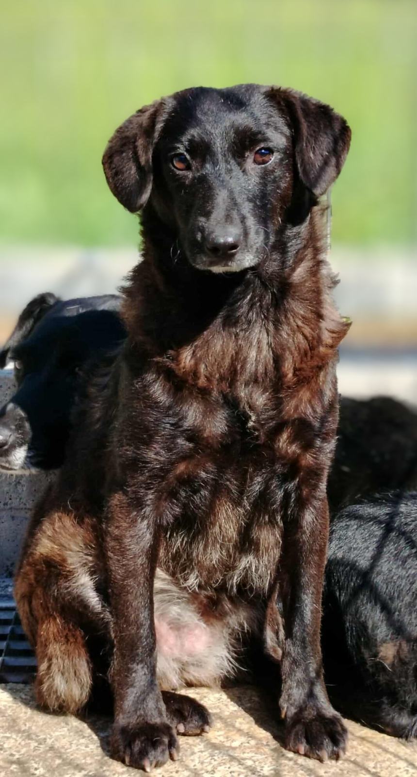Sunny, pasica kojoj sunce nikad nije sijalo