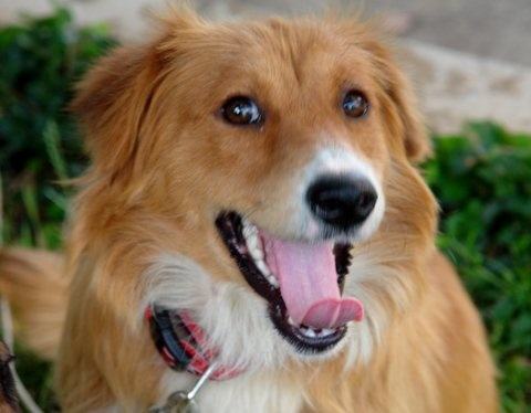 TARA, ljepotica sa dobrim karakterom TRAŽI DOM