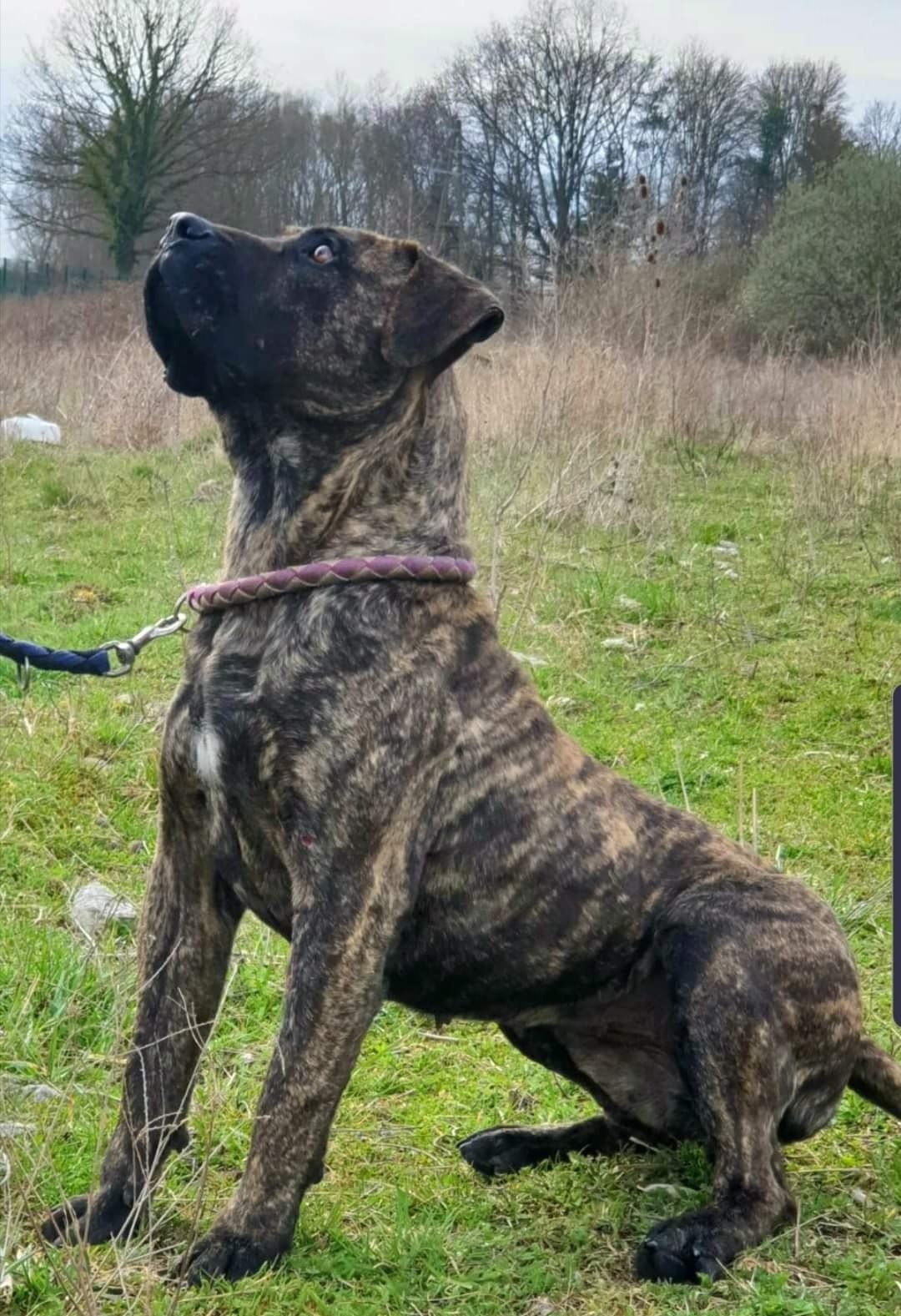 Tara, prekrasan Kanarski pas traži novi dom! [azil Dumovec]