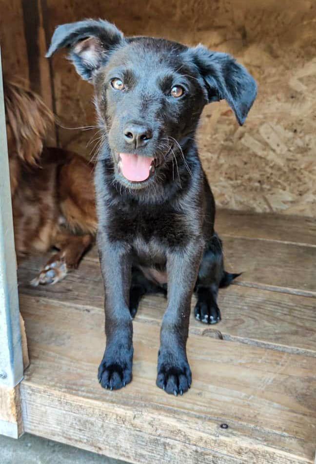 Tisa, Tara i Blue traže dom!