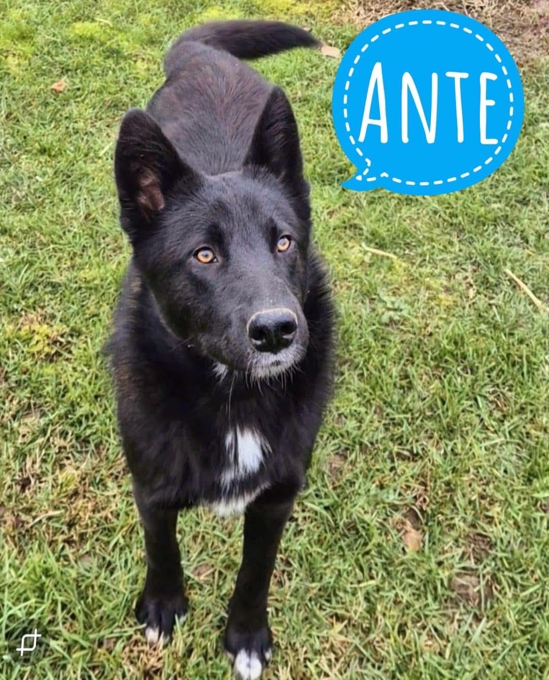 Crni psi traže dom, udomi i spasi psa iz azila (M)