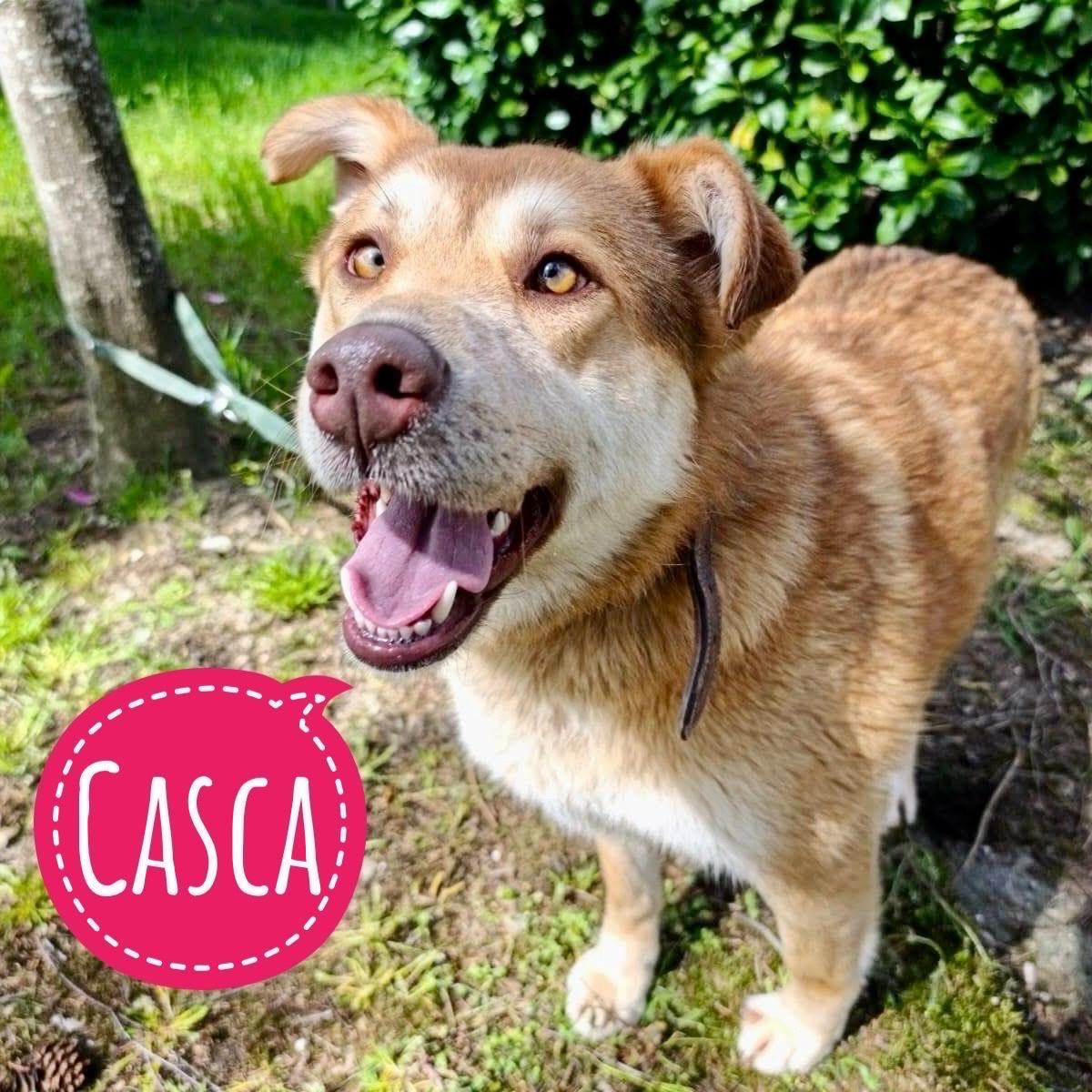 Žuti psi traže dom (Ž) udomi i spasi ih iz azila