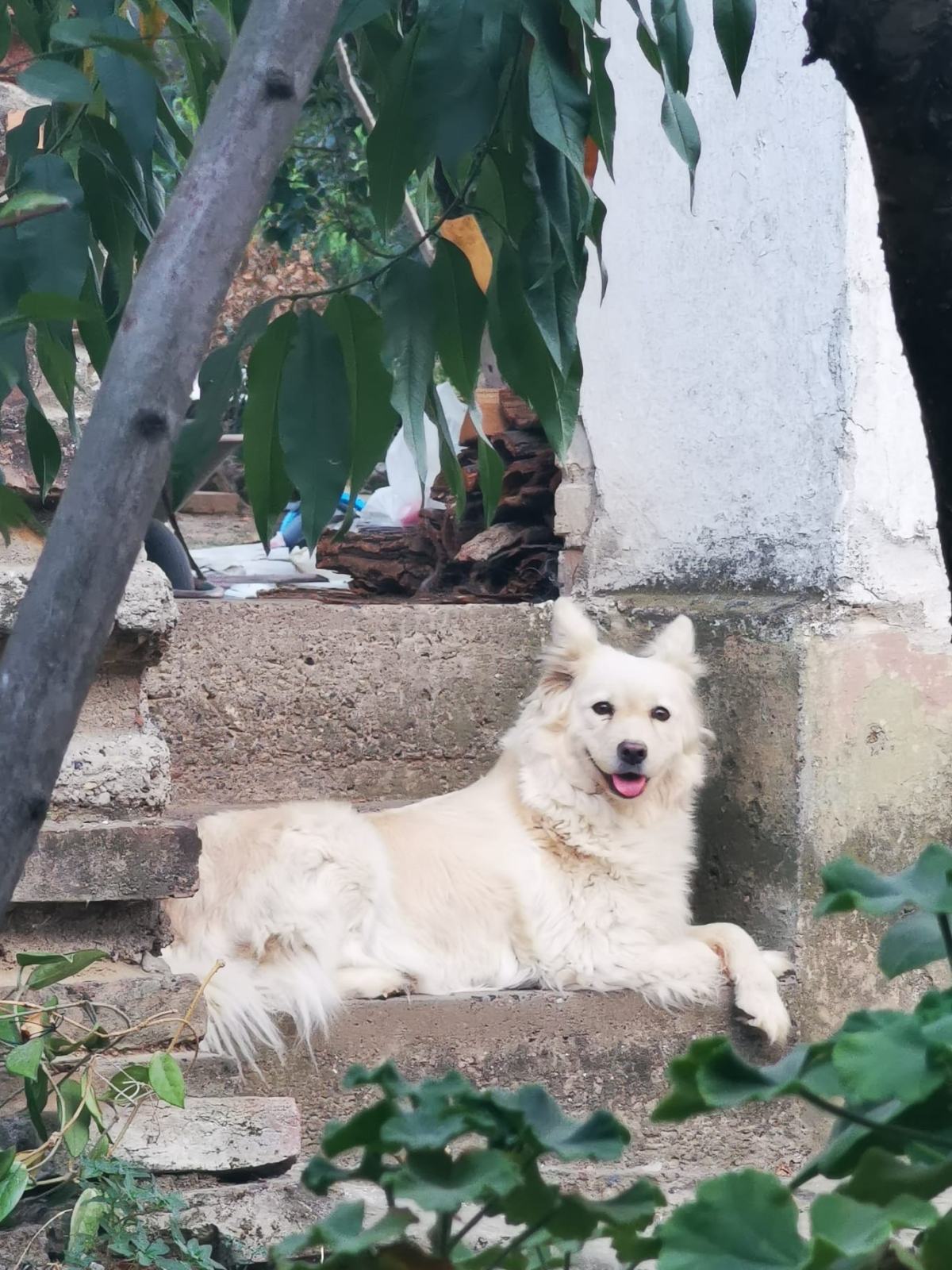Tri psa su izgubili gazdaricu te traže svoj novi dom...