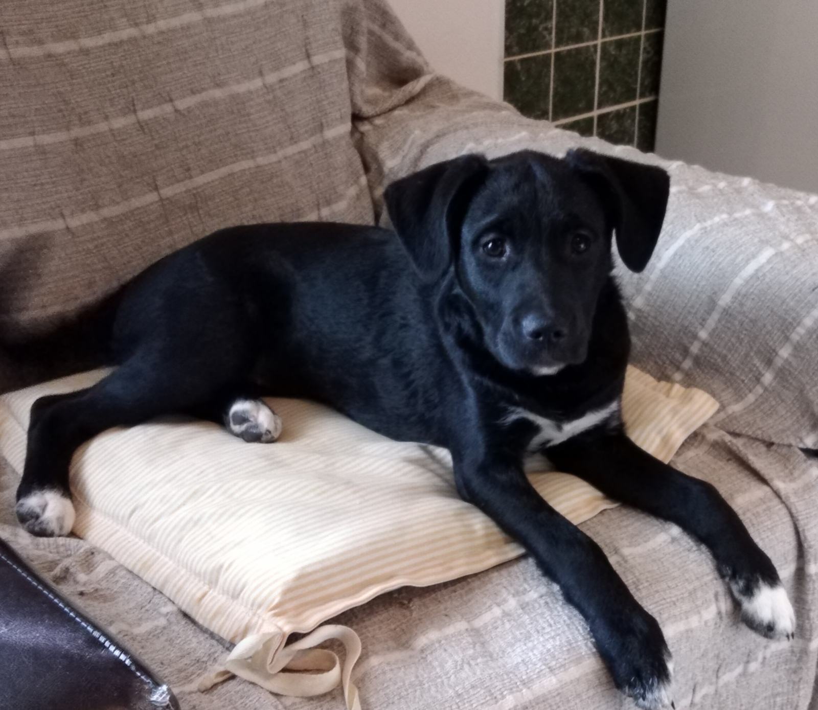 Udomljava se štene, ženka, mješanac labradora i hrv. ovčara. Ima 3 mj