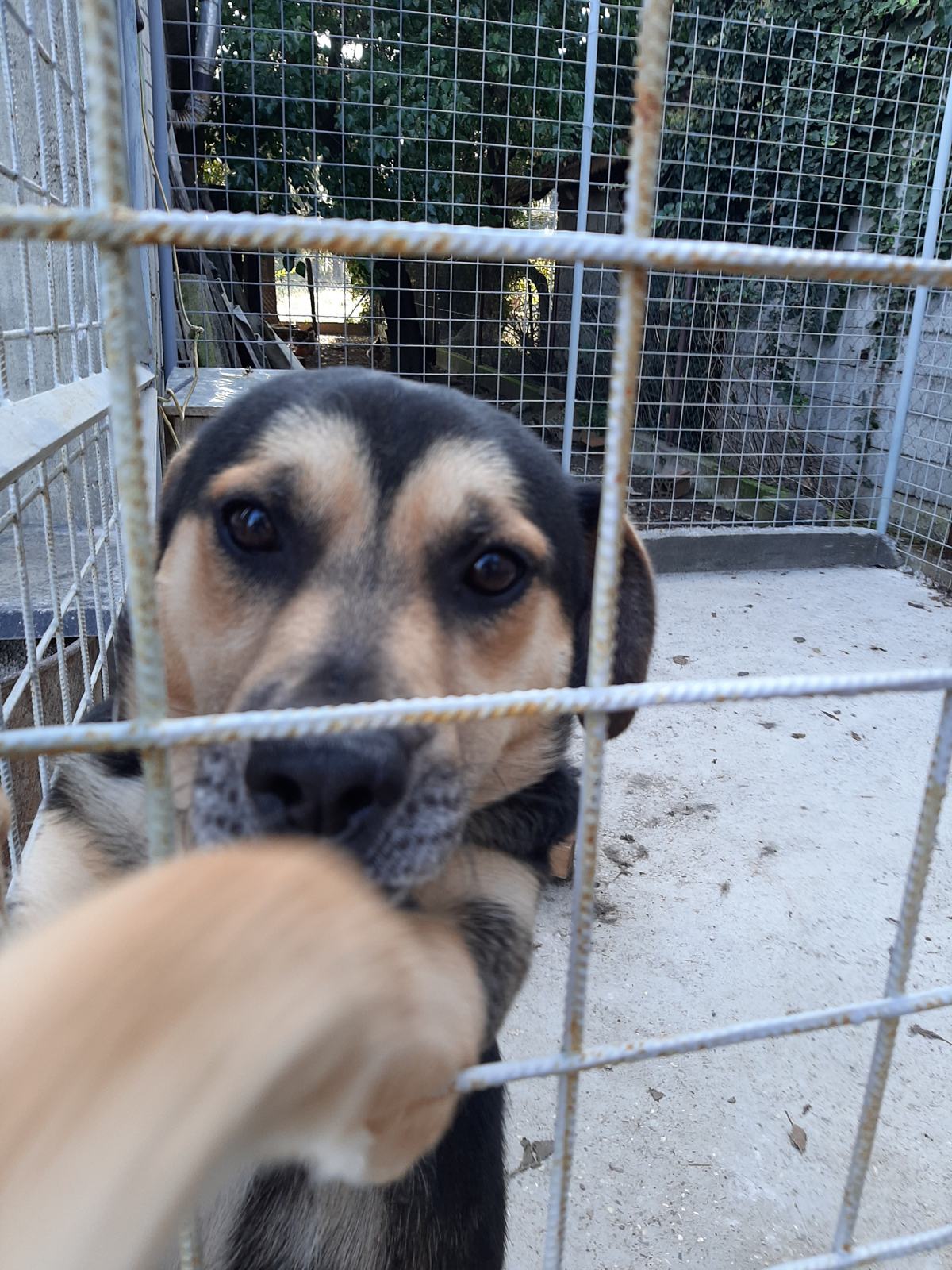 Udomljujem muskog mjesanca srednjeg rasta star dvije i pola godine