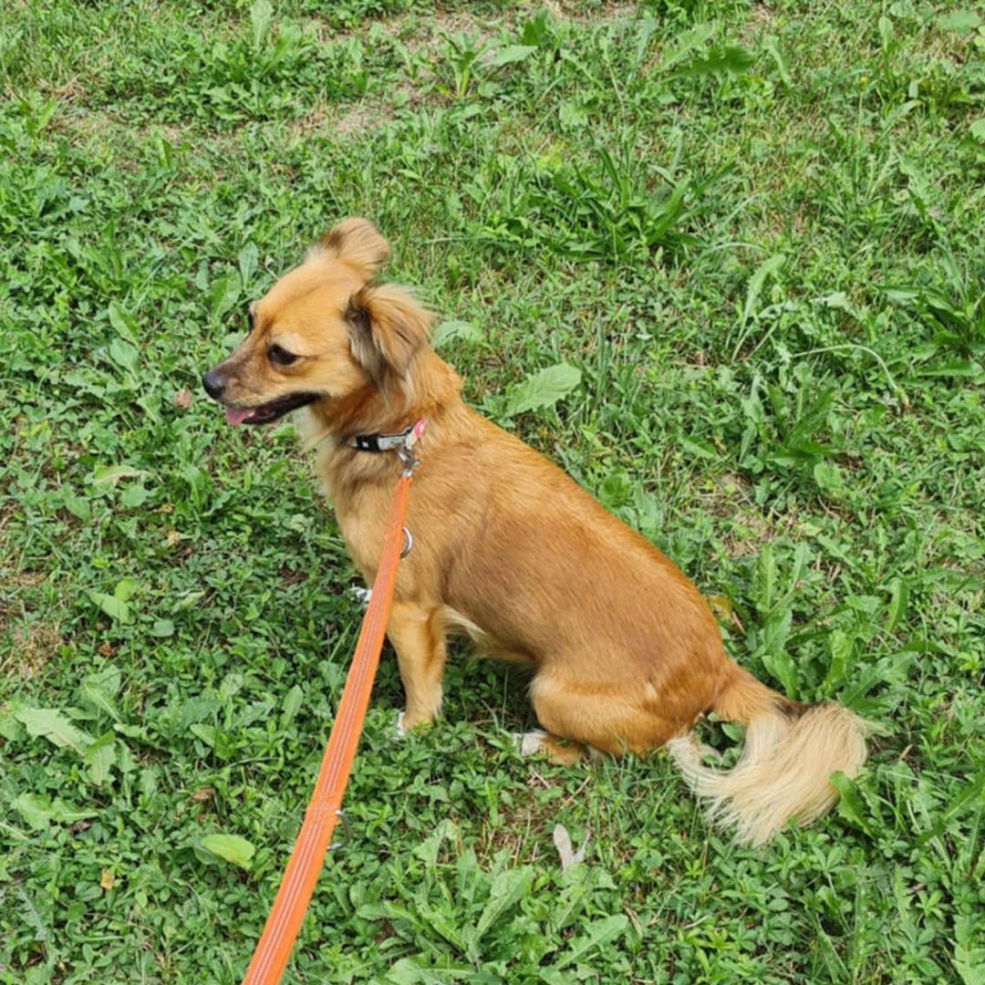 Umiljata mala mješanka Zita hitno traži novi dom