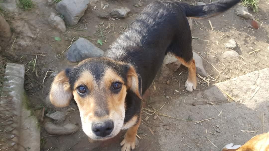 Umiljata Poppy trazi dom!