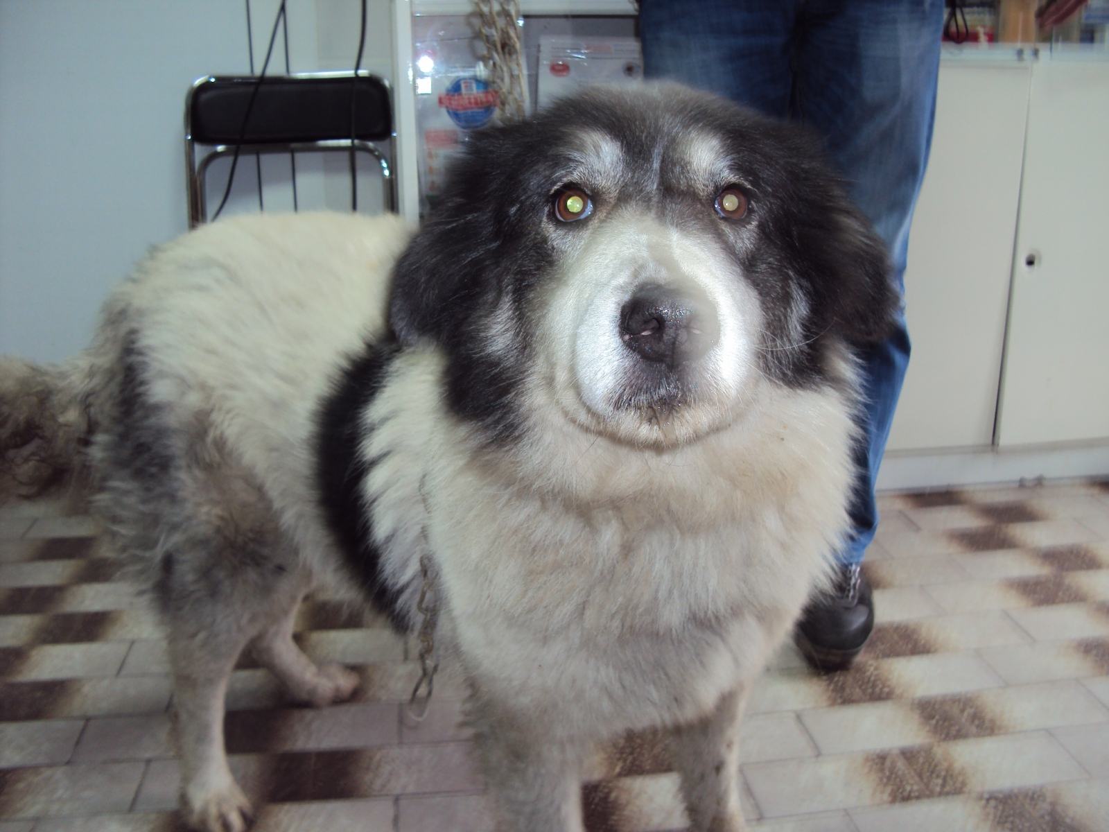 Velika curka trazi spas od eutanazije 12.04.2013.