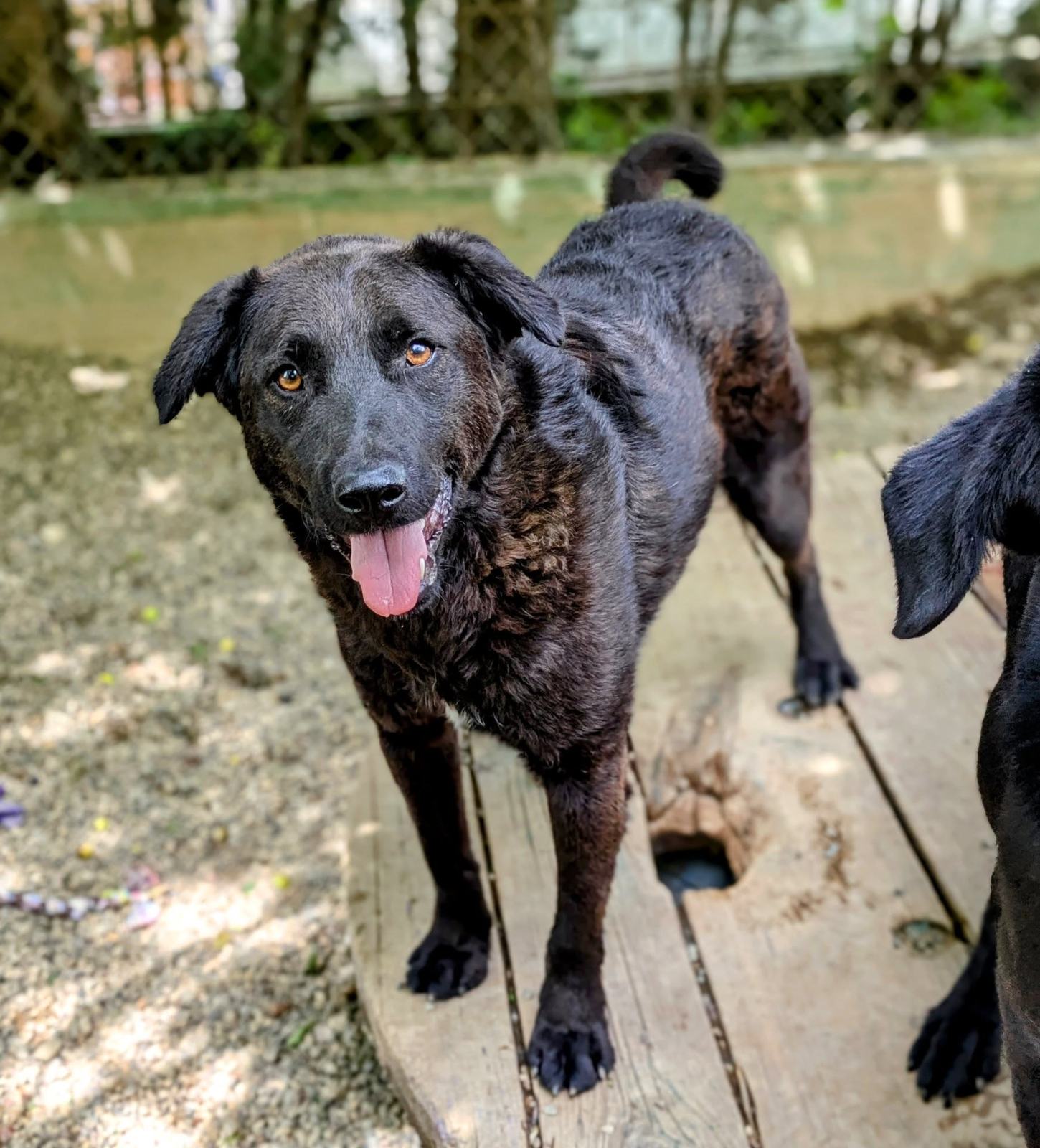 Voldi - udomi me, živim u Azilu