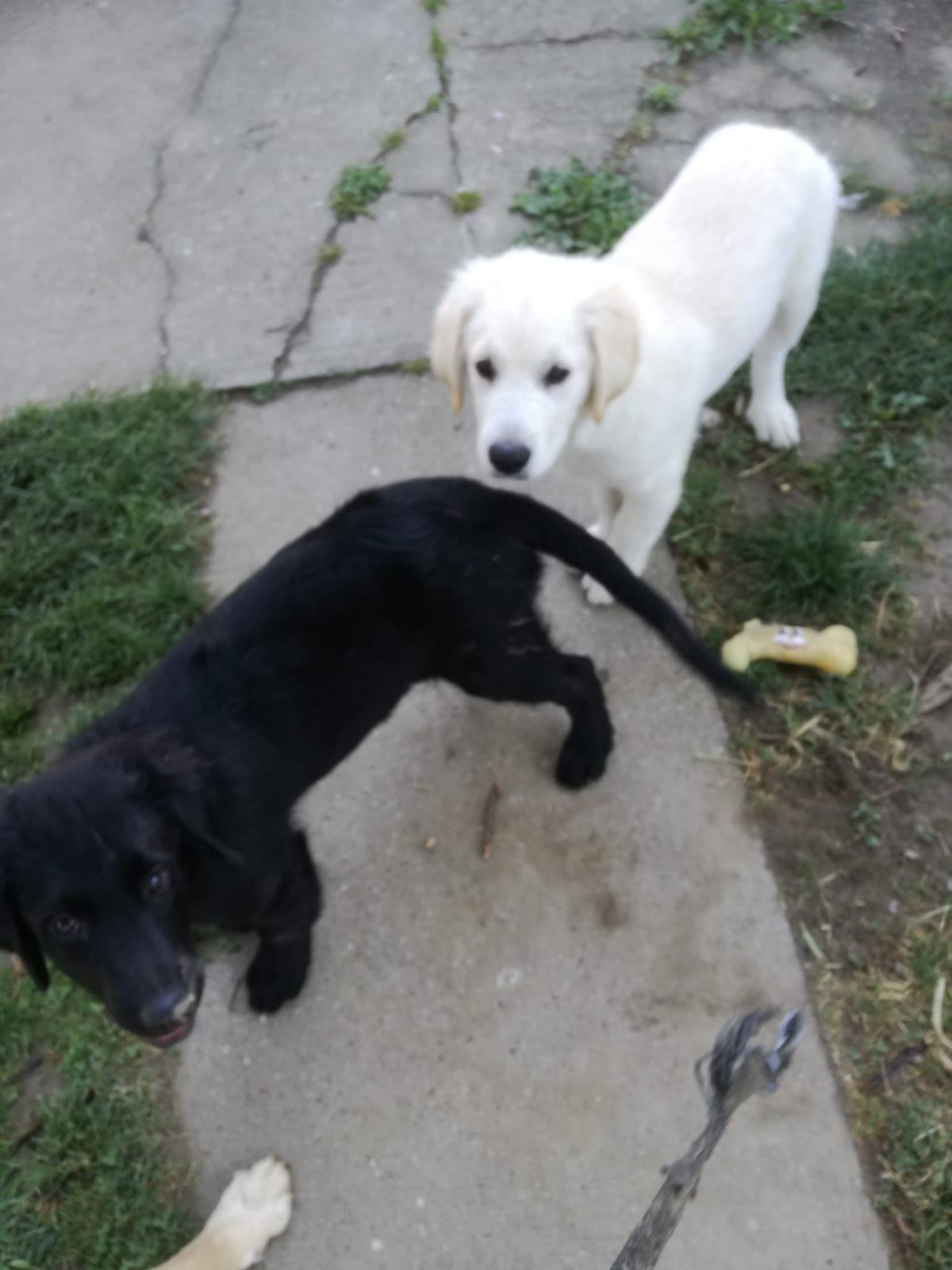 Zlatni retriver i labrador na poklon