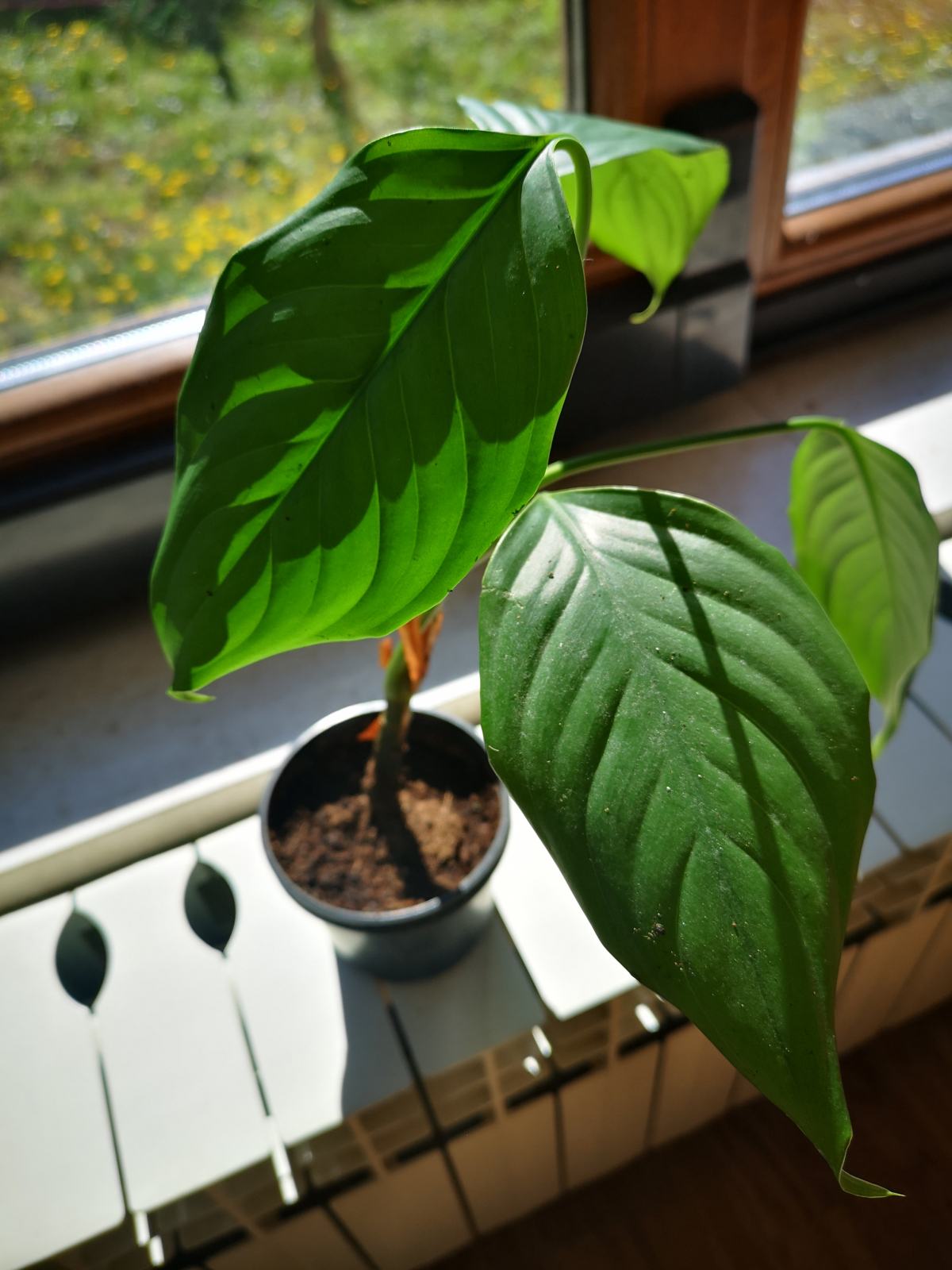 Jedarce, spatiphilum, kućna biljka