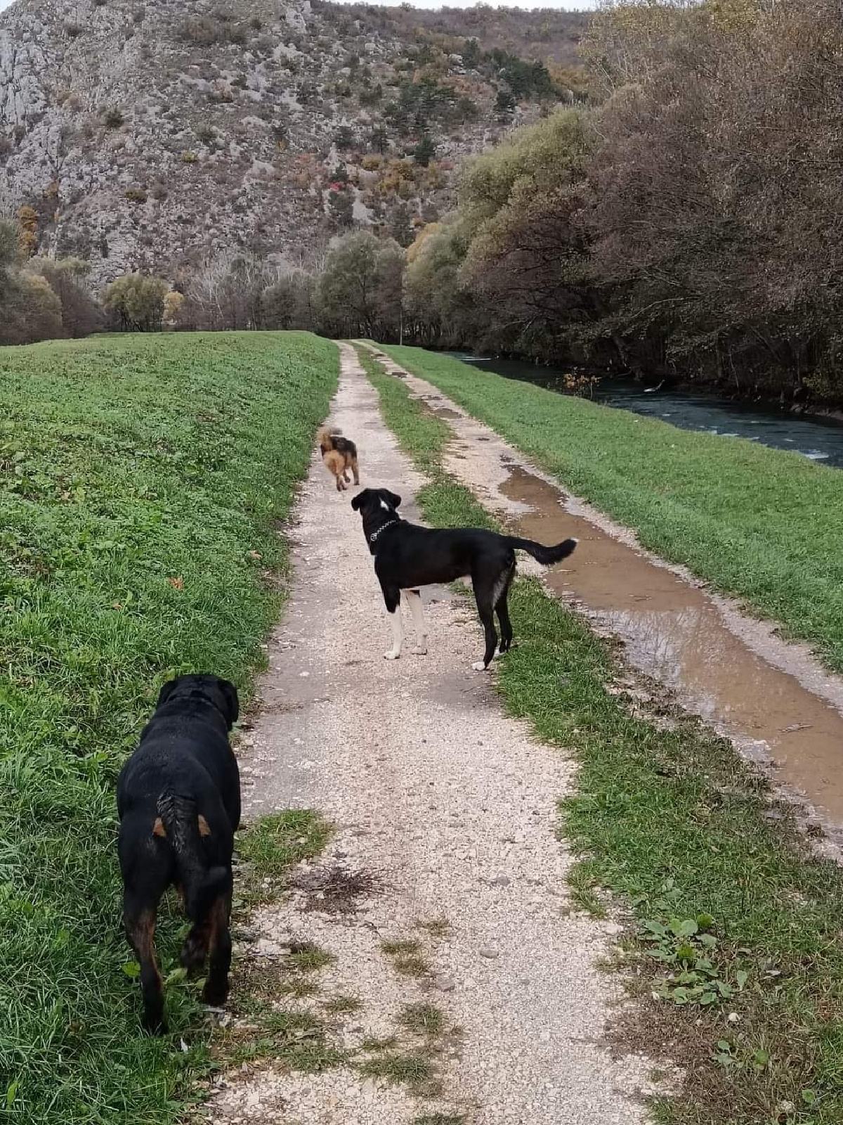 Cuvanje kućnih ljubimaca