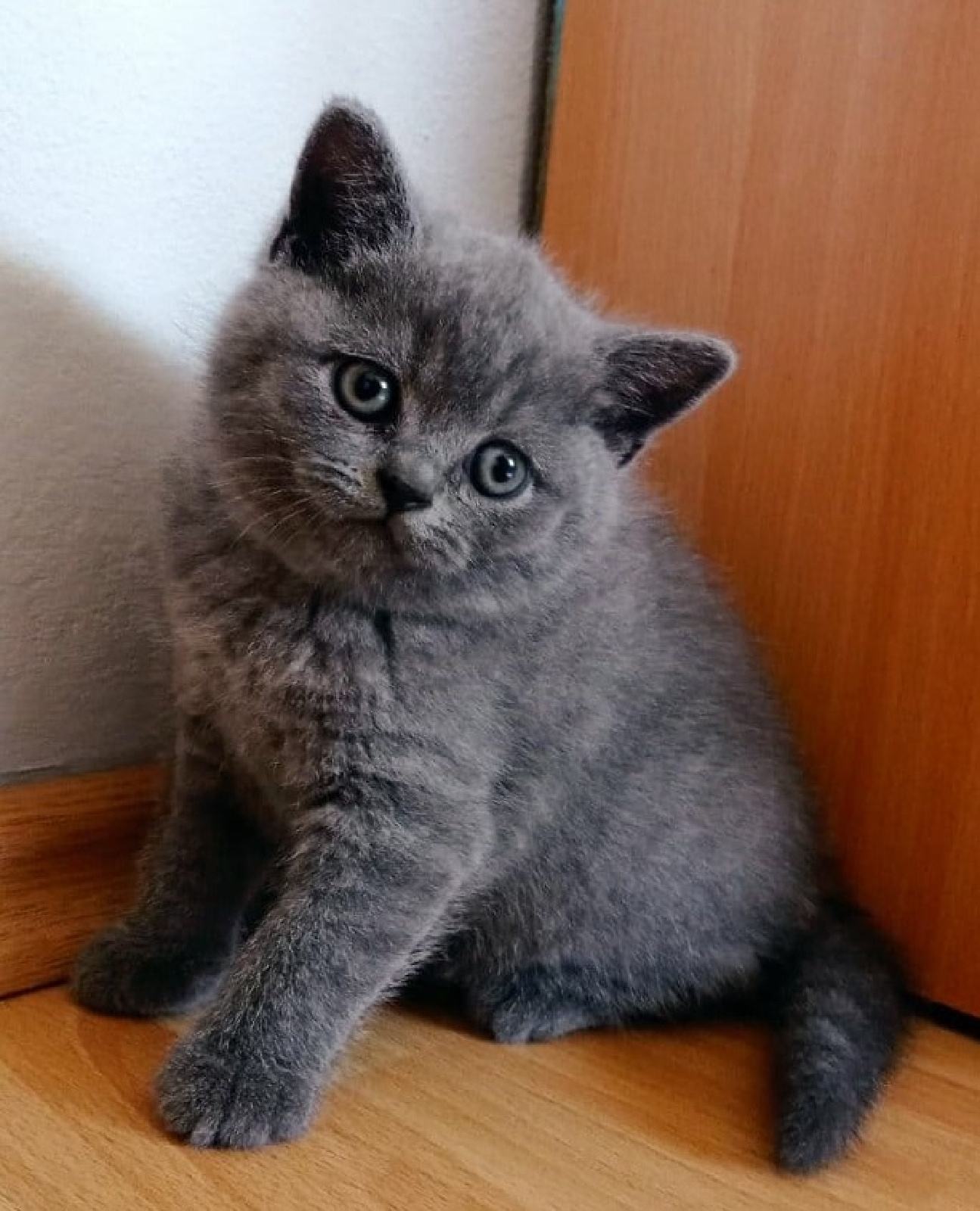 Prodajem britanske kratkodlake plave mačiće