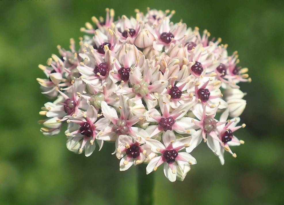 Allium basalticum, 3 lukovice: 10.50 €, PRODAJEM