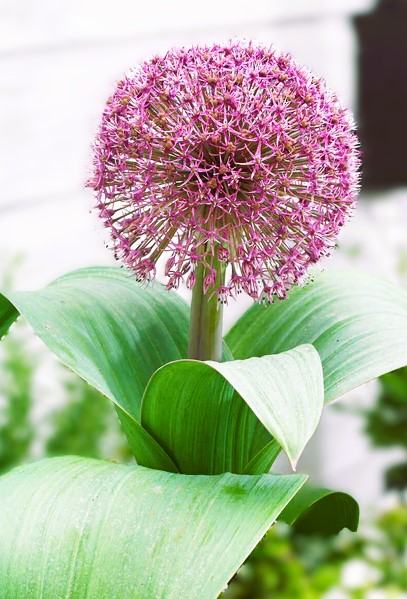 Allium karataviense Red Giant, 3 lukovice: 6.00 €, PRODAJEM