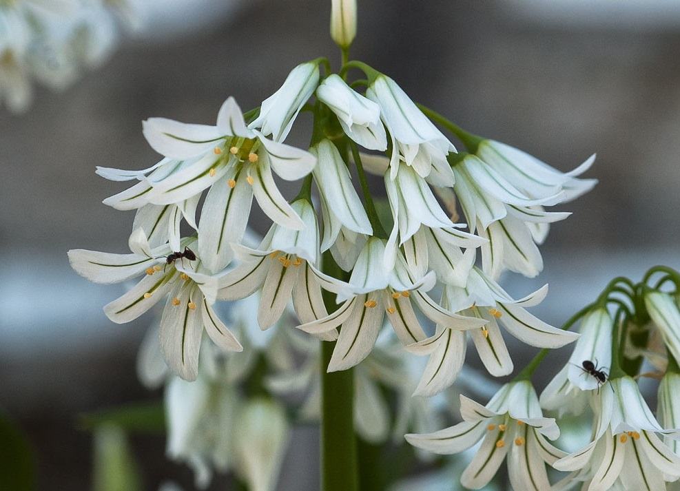 Allium triquetrum, 10 lukovica: 2.00 €, PRODAJEM