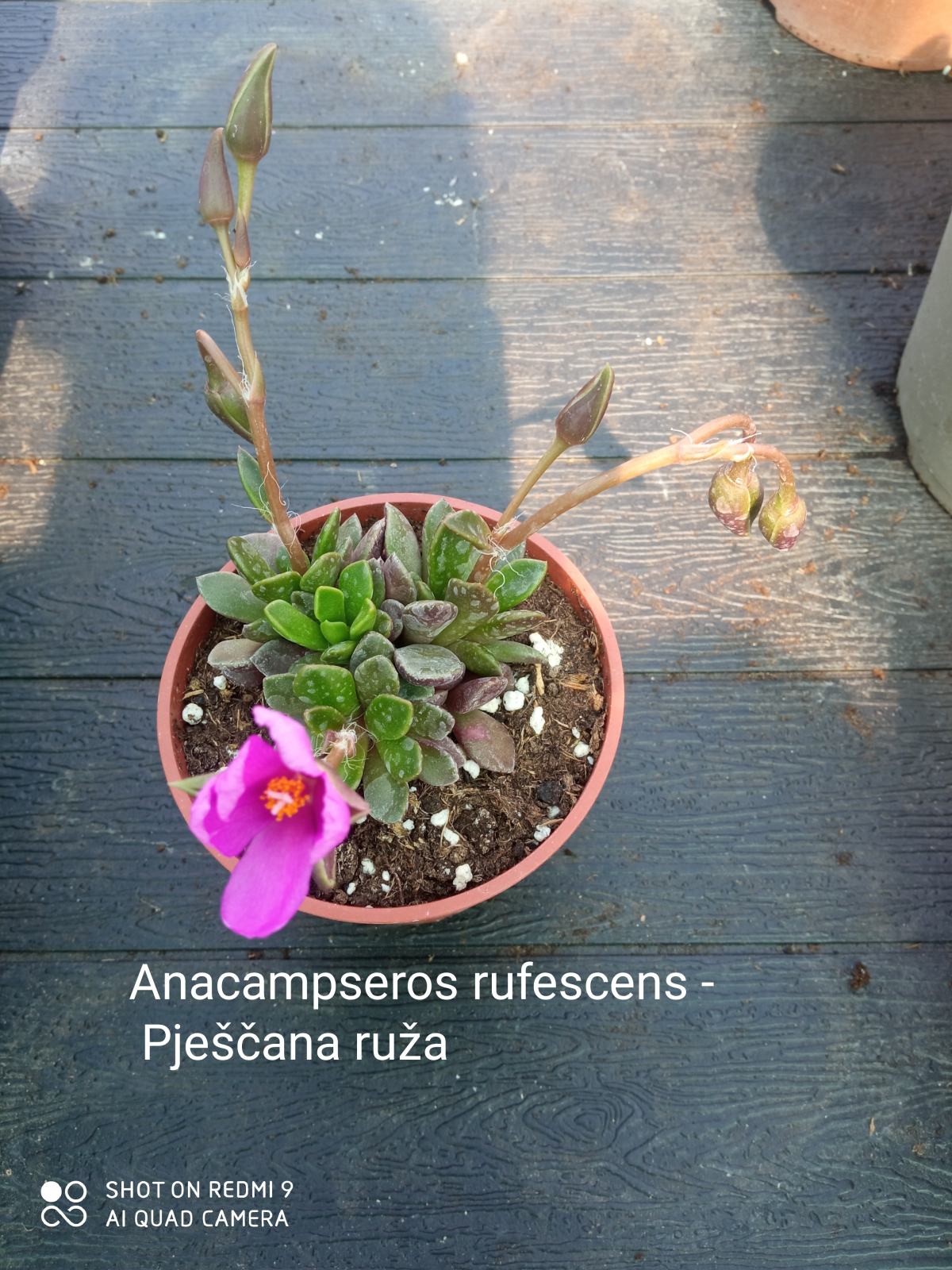 Anacampseros rufescens ( pješčana ruža)