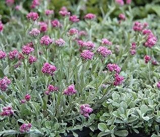 Antennaria dioica Rubra