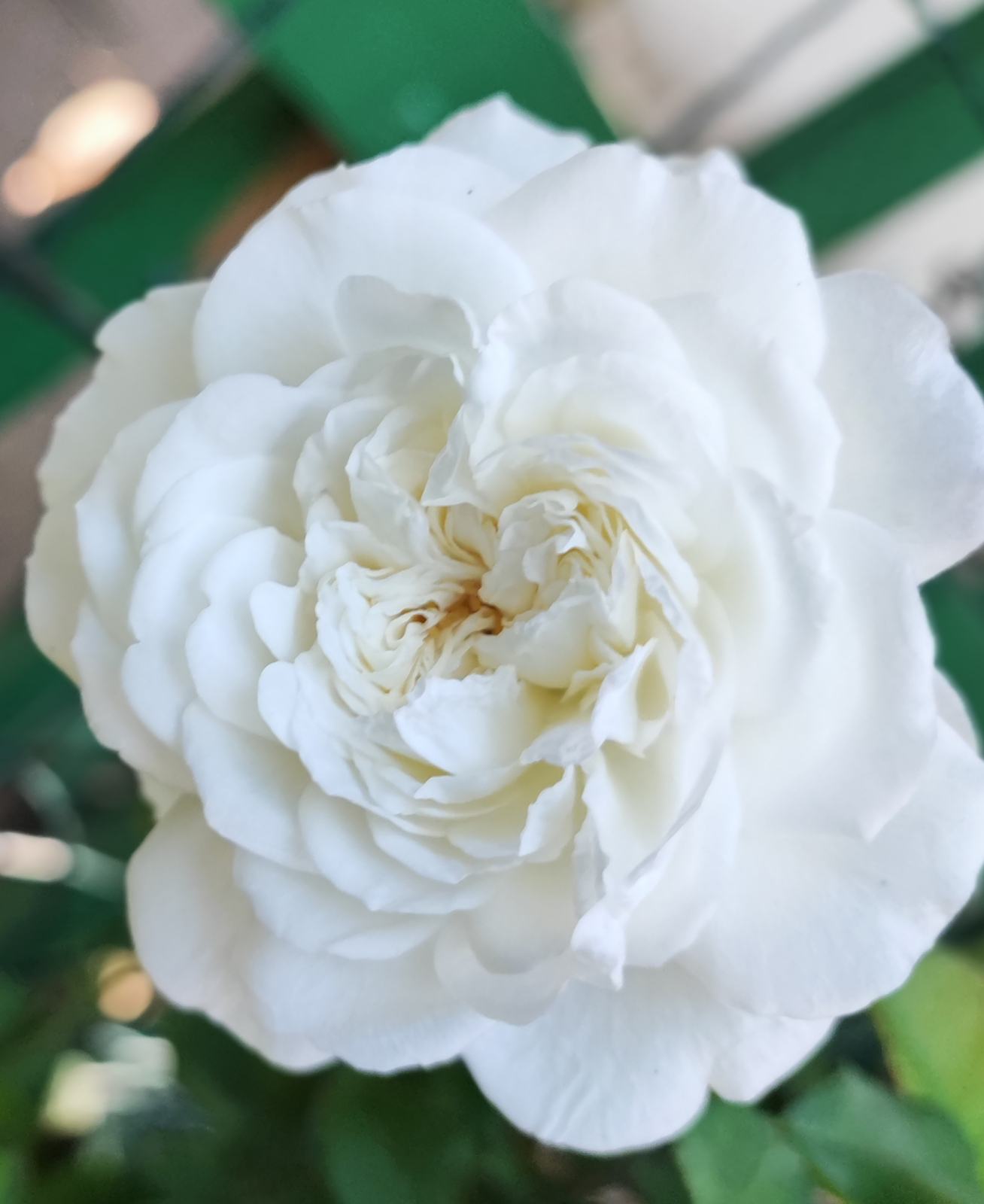 Bijela ruža sadnice