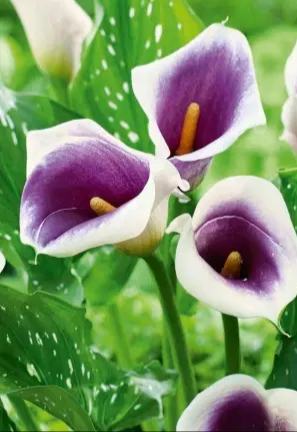 Calla Picasso Lily sadnice