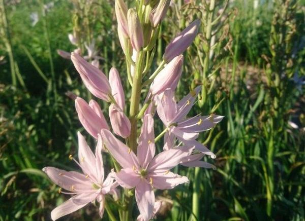 Camassia leichtlinii Pale Pink, 1 lukovica: 9.00 €, PRODAJEM