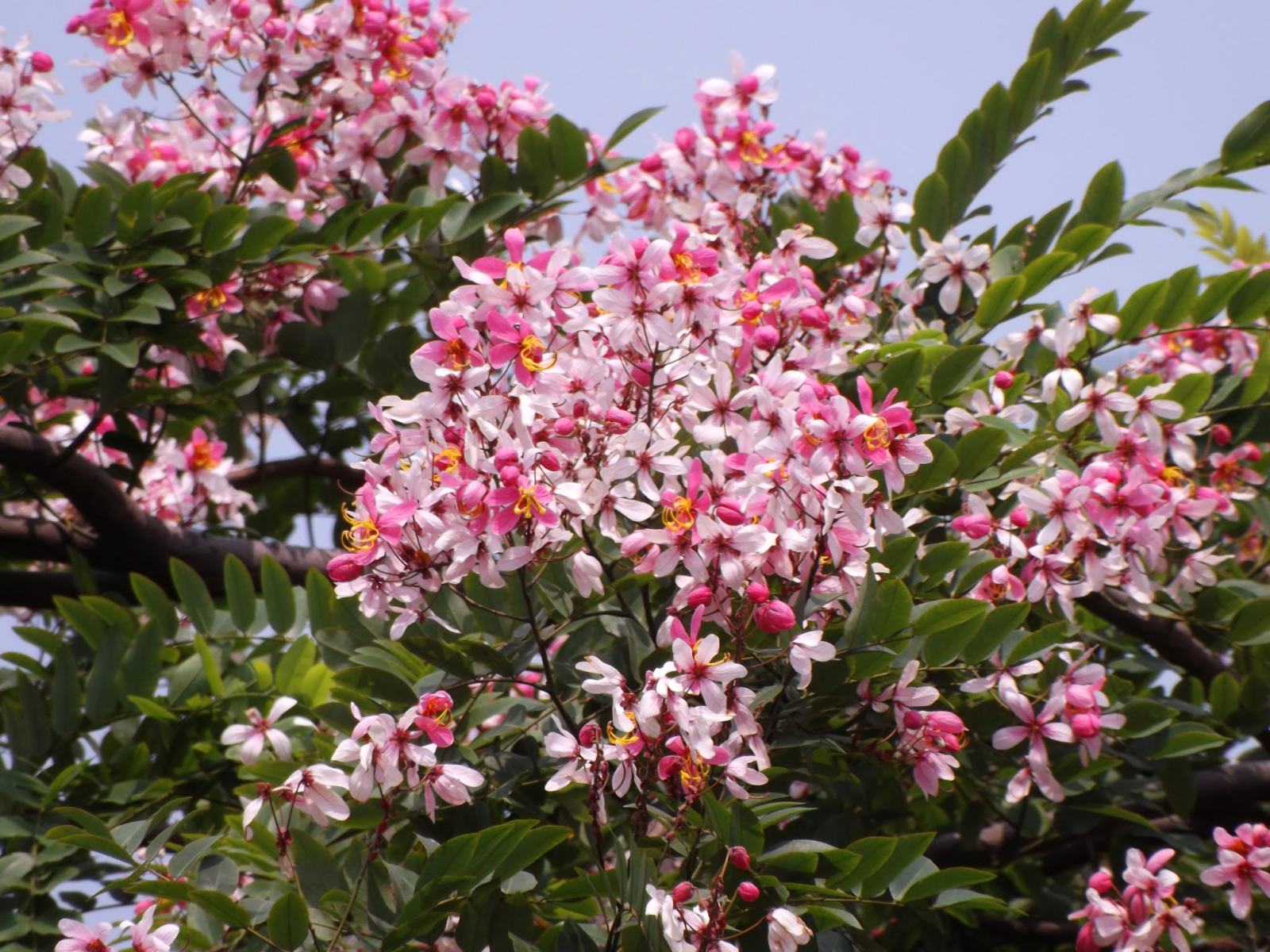 Cassia Javanica / Pink Shower / SADNICE