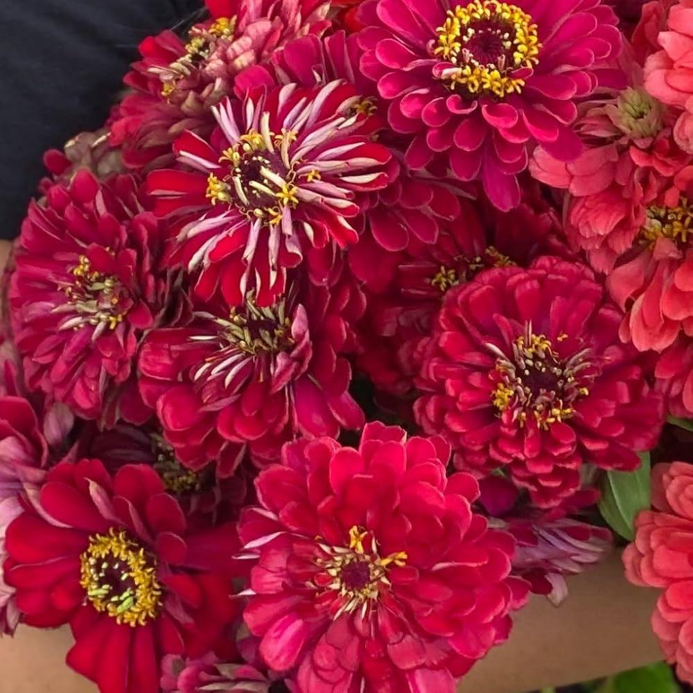 Cinija / Zinnia / Bennerys / Sjeme