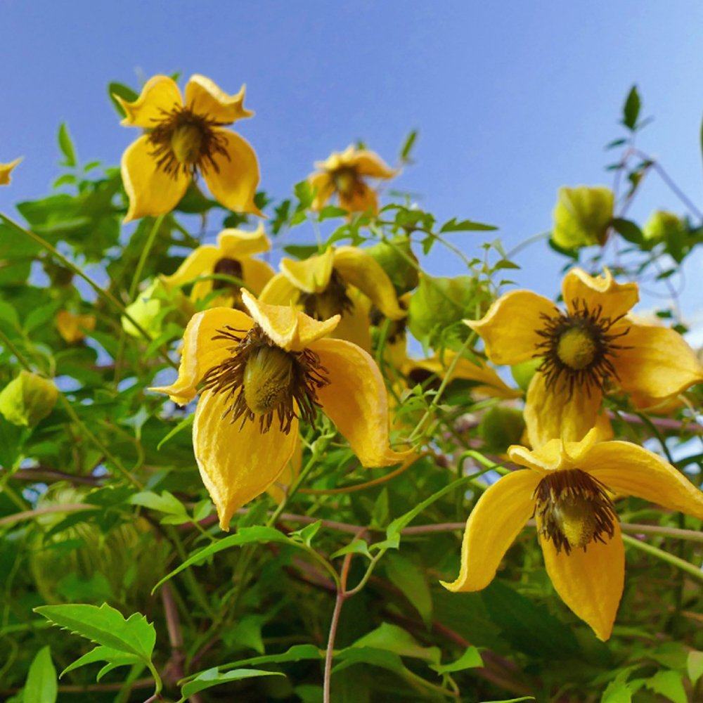 Clematis Tangutica Yellow / Sjeme